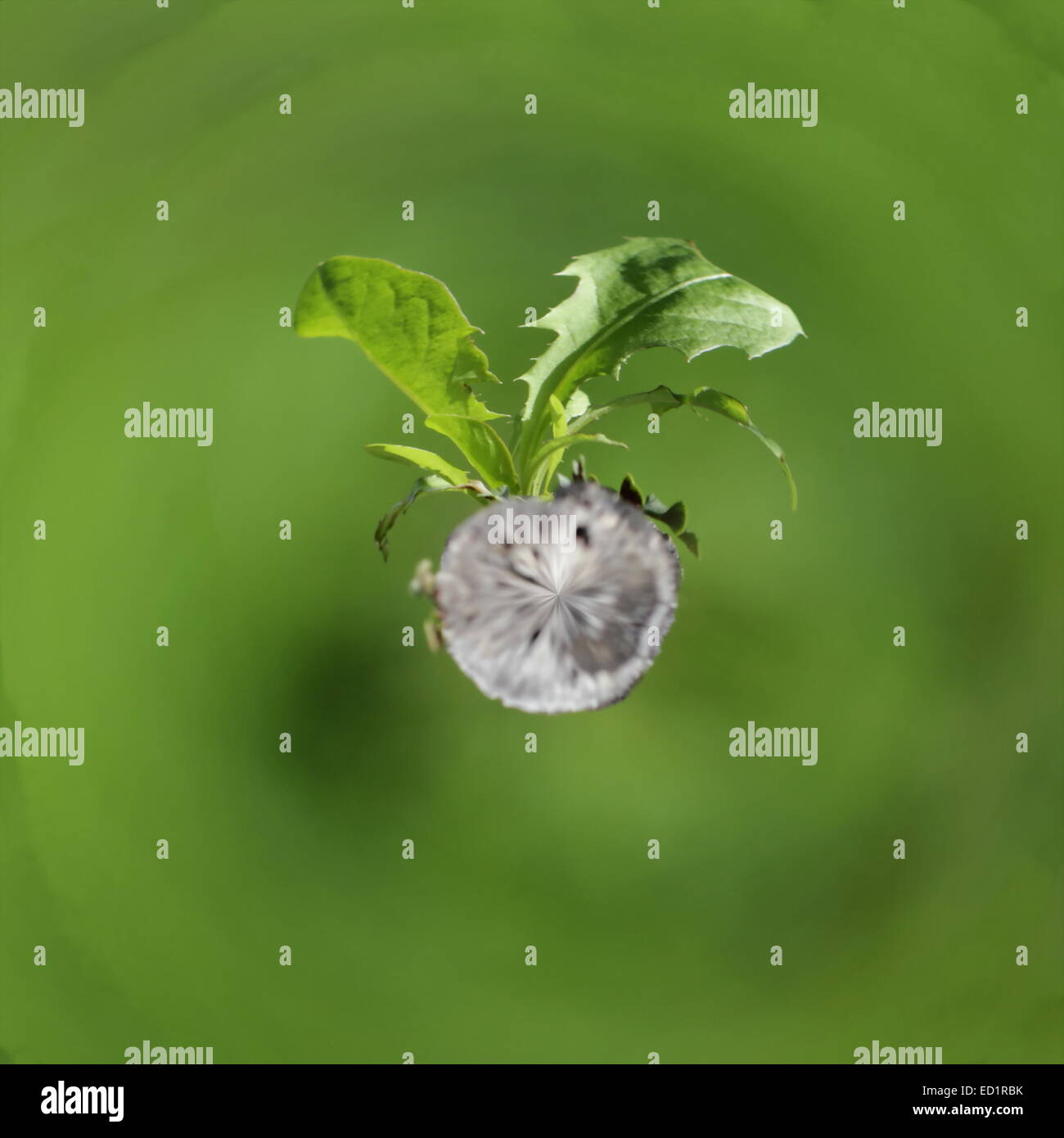 Big green leaves alive on a small planet Stock Photo - Alamy