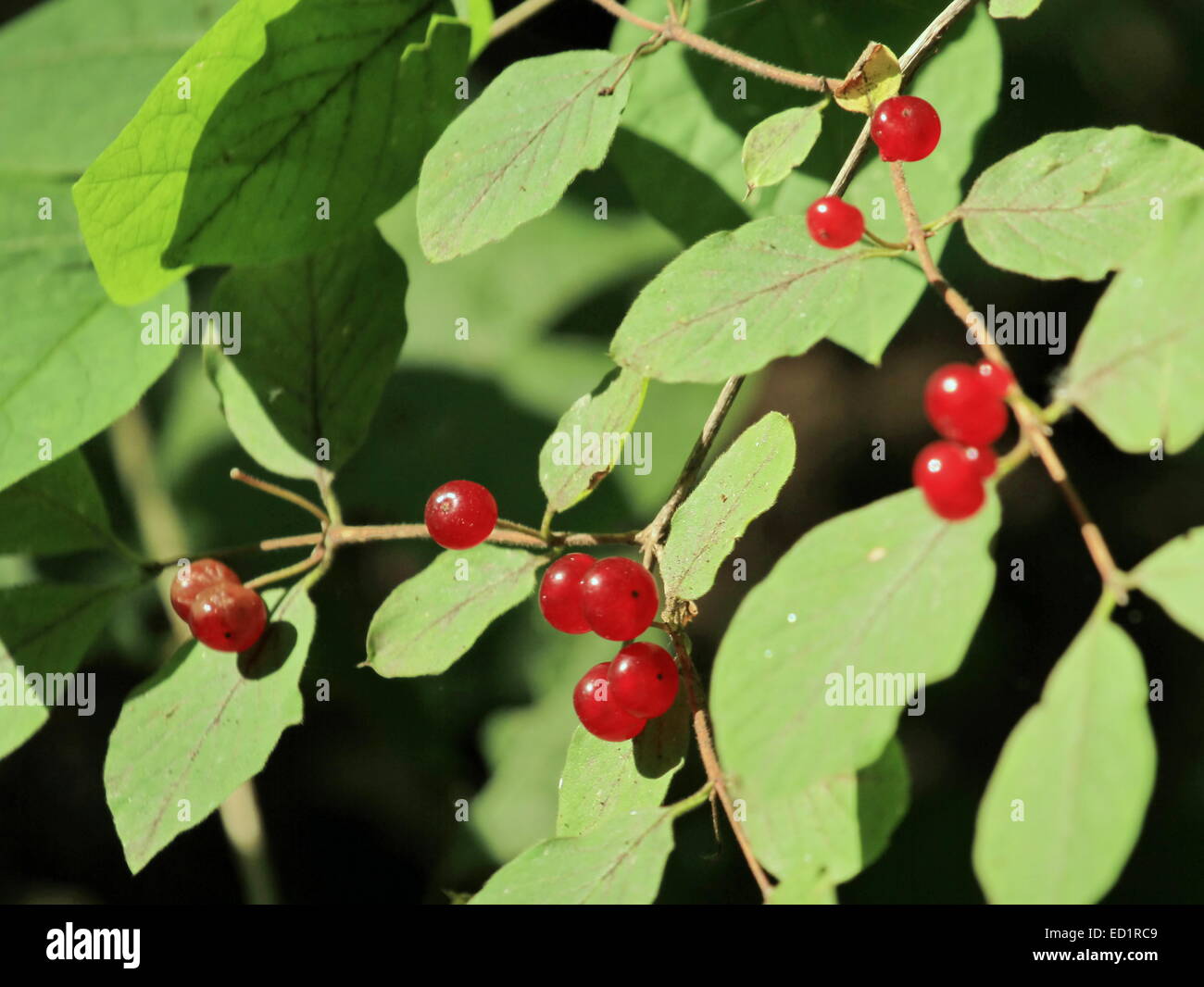 Honeysuckle (lonicera xylosteum) wild berry fruits and leaves Stock ...
