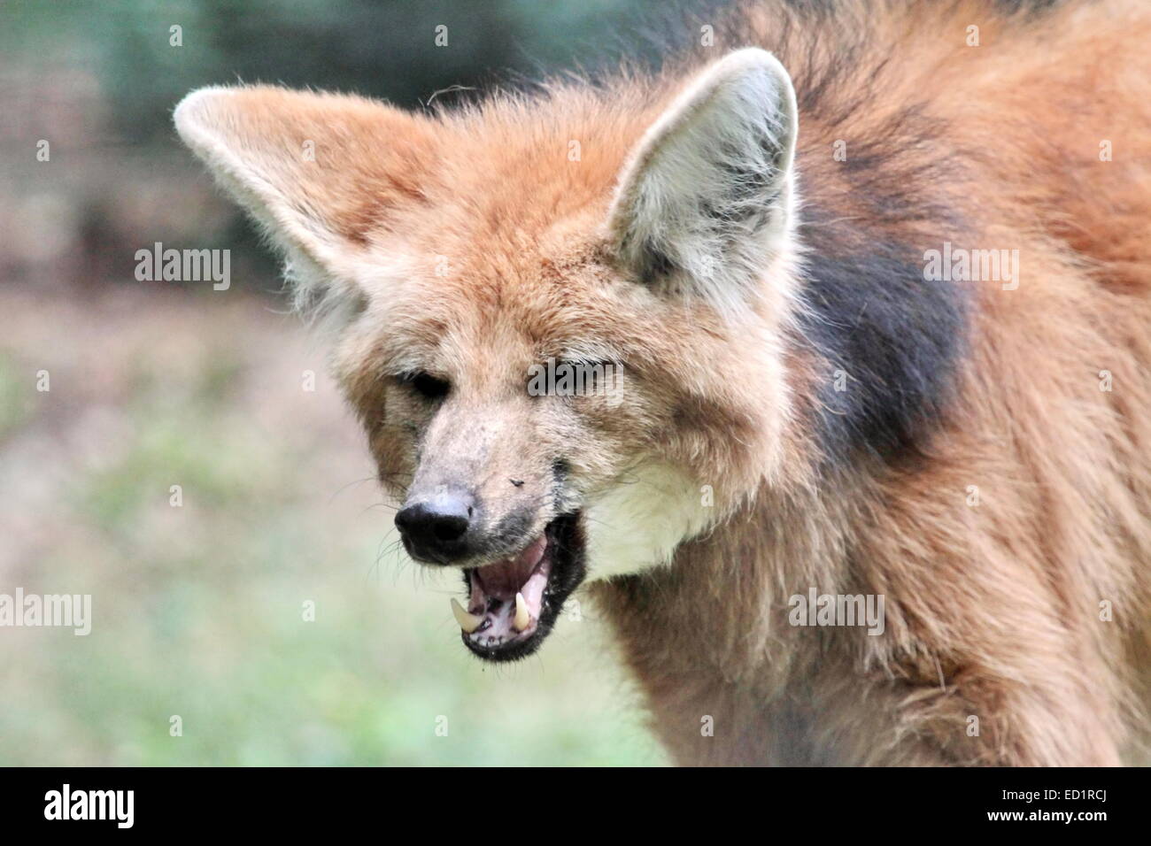 The maned wolf (chrysocyon brachyurus) portrait mouth open Stock Photo ...