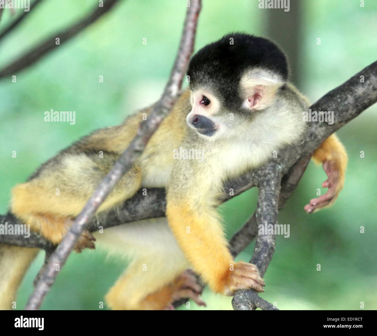 Squirrel monkey (saimiri sciureus)holding on a branch and looking back ...