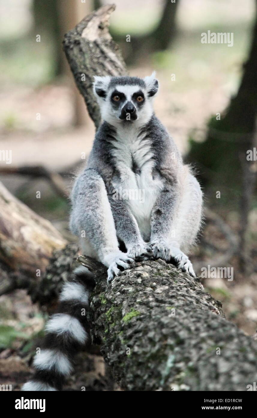 Lemur catta (maki) of Madagascar sitting quietly on a dead trunk Stock ...