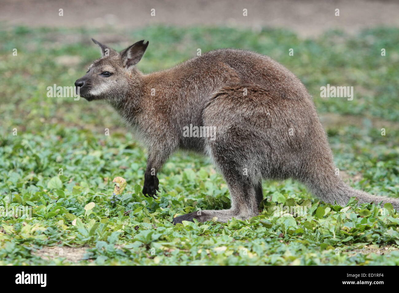 Bennett wallaby (macropus rufogriseus) with red neck standing on the green grass Stock Photo - Alamy