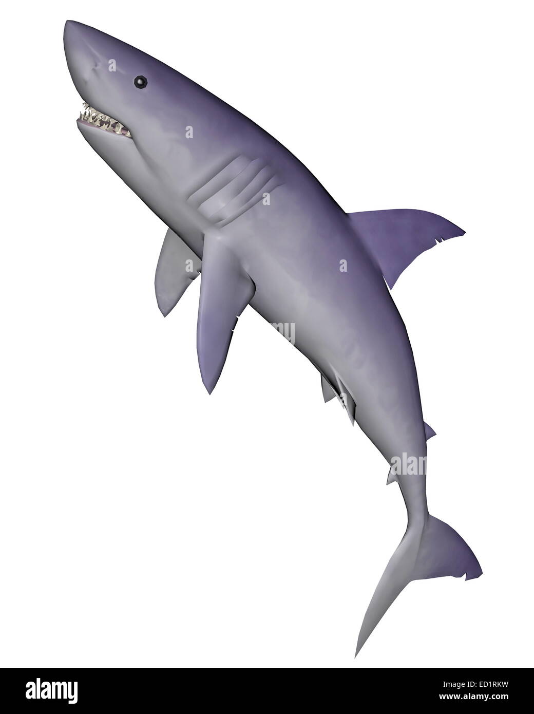 Quiet shark moving up in white background Stock Photo - Alamy