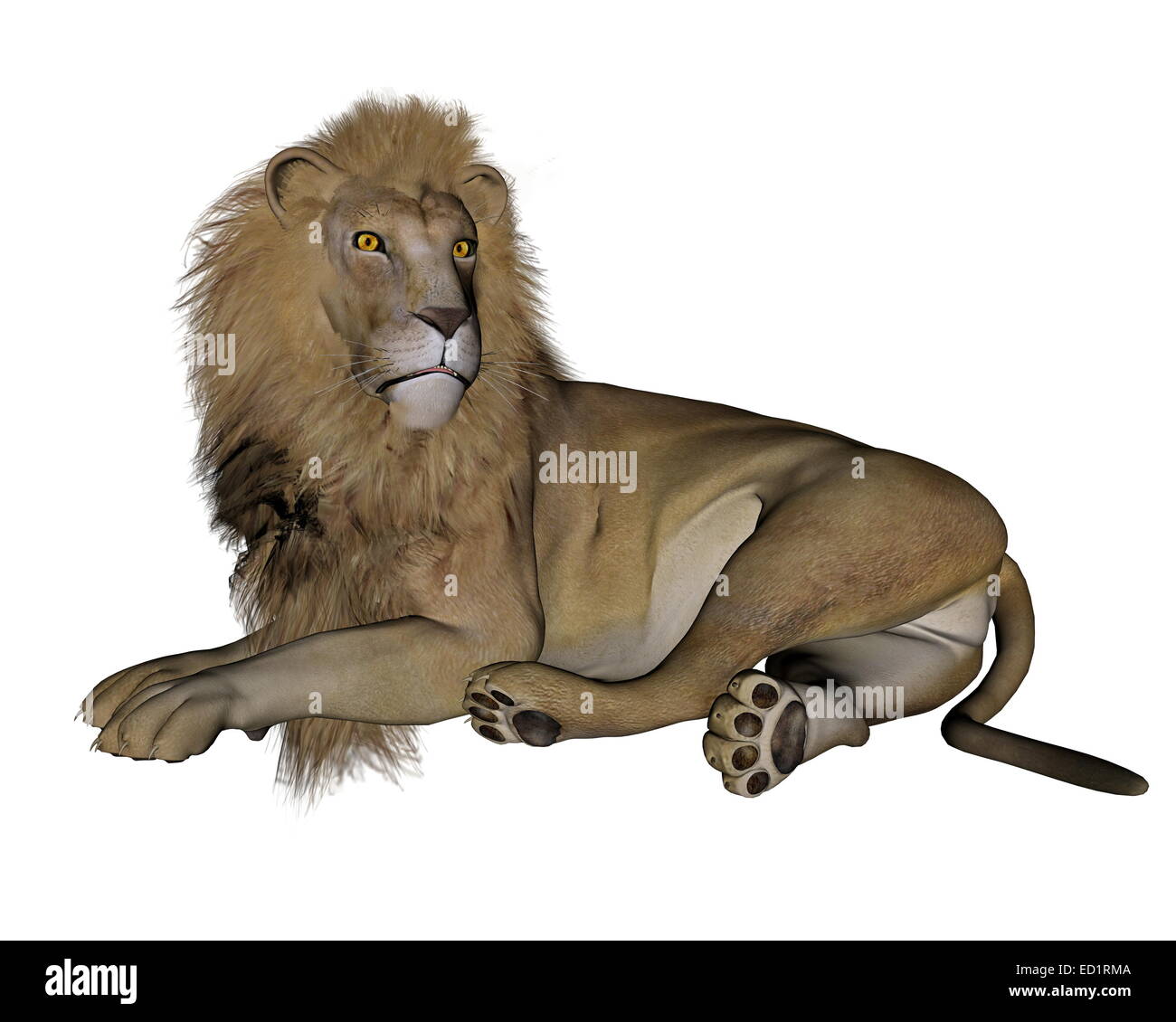 Beautiful lion with big mane resting in white background Stock Photo ...