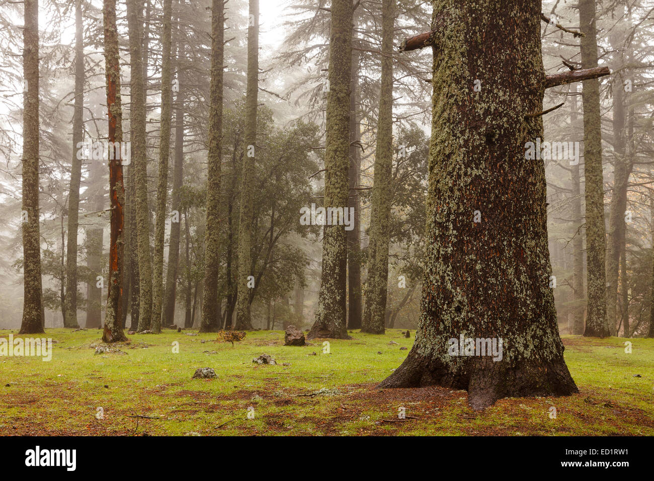 Cedar tree forest in the fog. Ifrane National Park. Middle Atlas. Fez ...