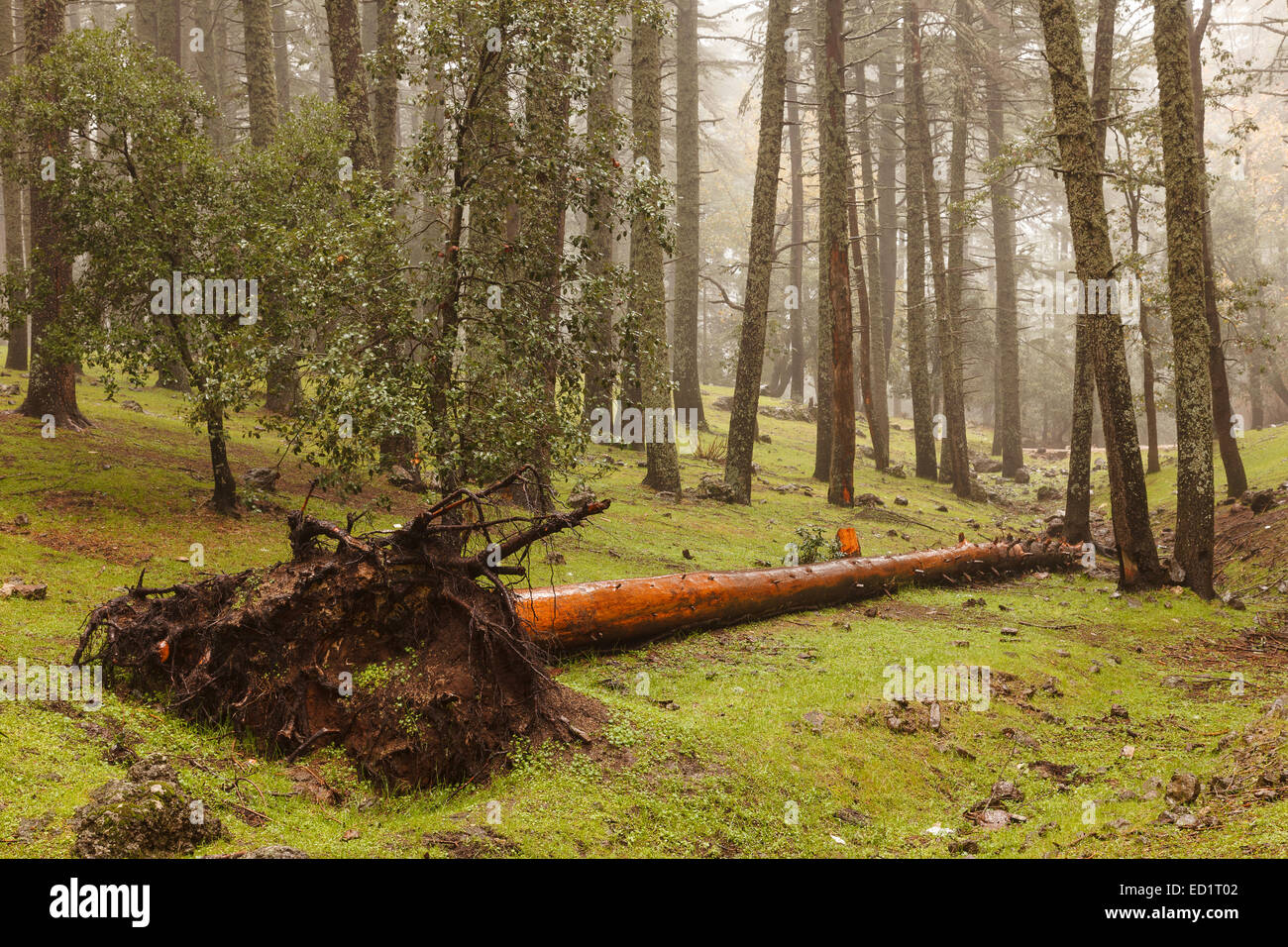 Cedar tree forest in the fog. Ifrane National Park. Middle Atlas. Fez ...