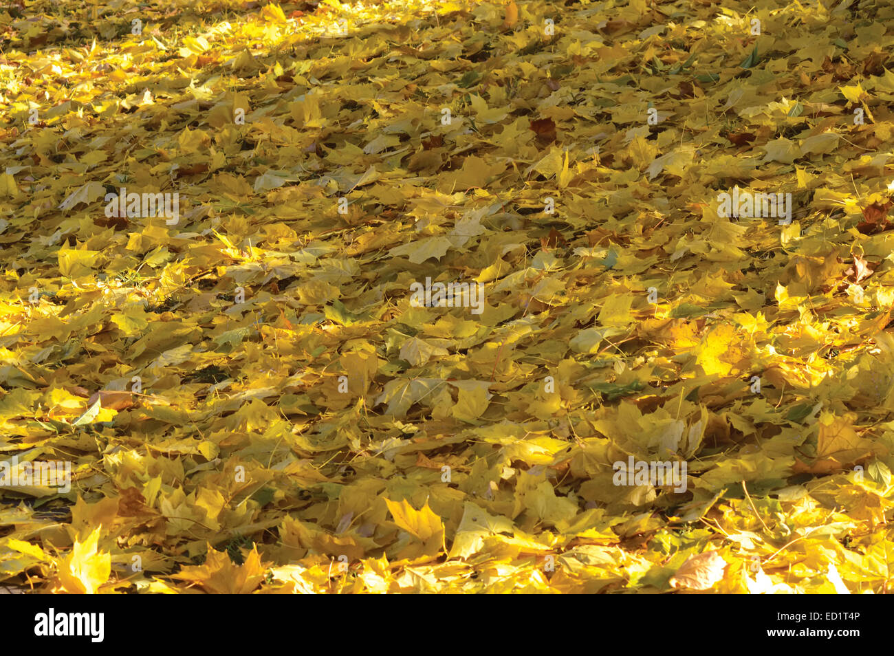 Sunny yellow autumn leaves hi-res stock photography and images - Alamy