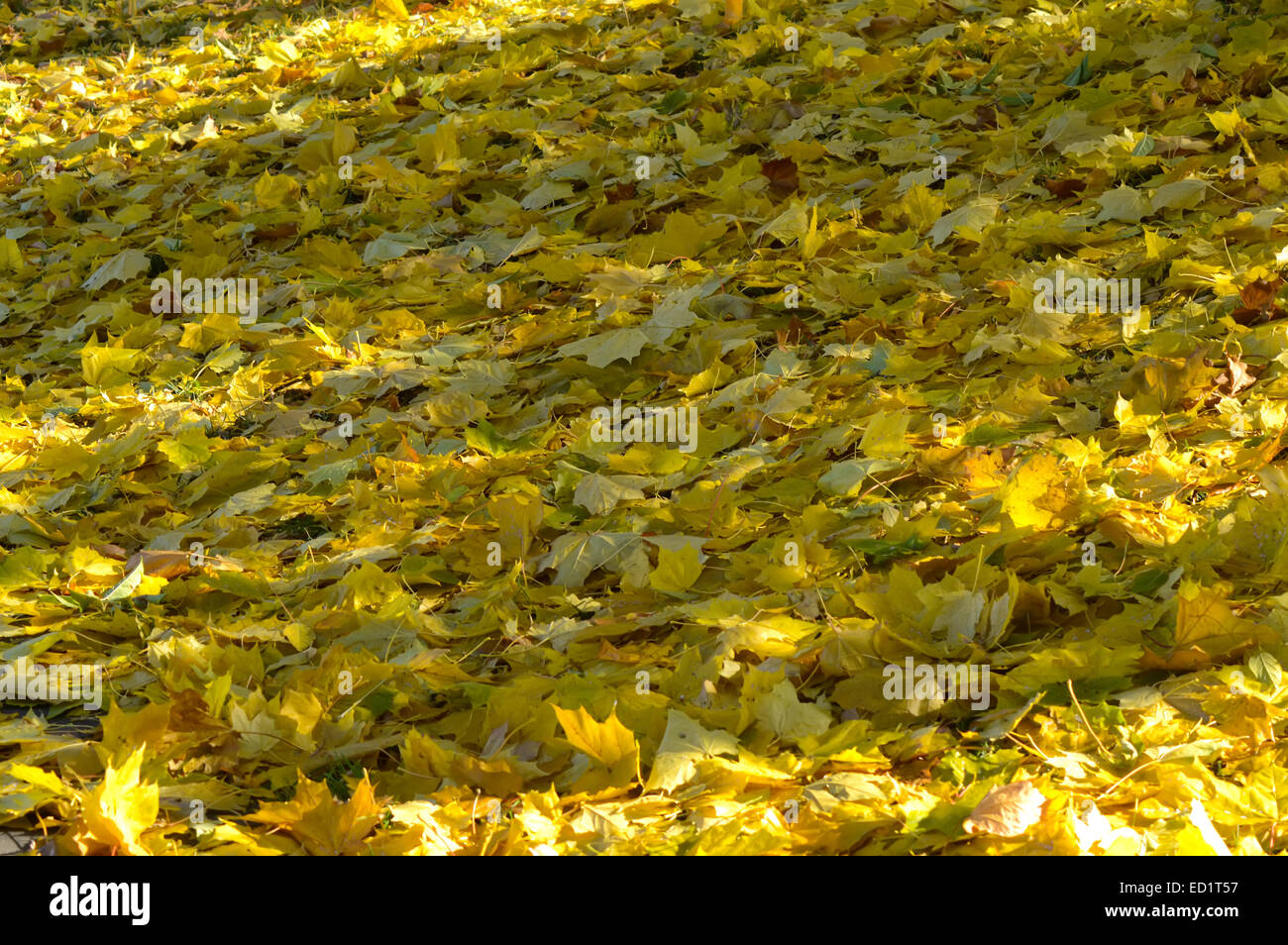 Maple yellow leaves fallen hi-res stock photography and images - Alamy
