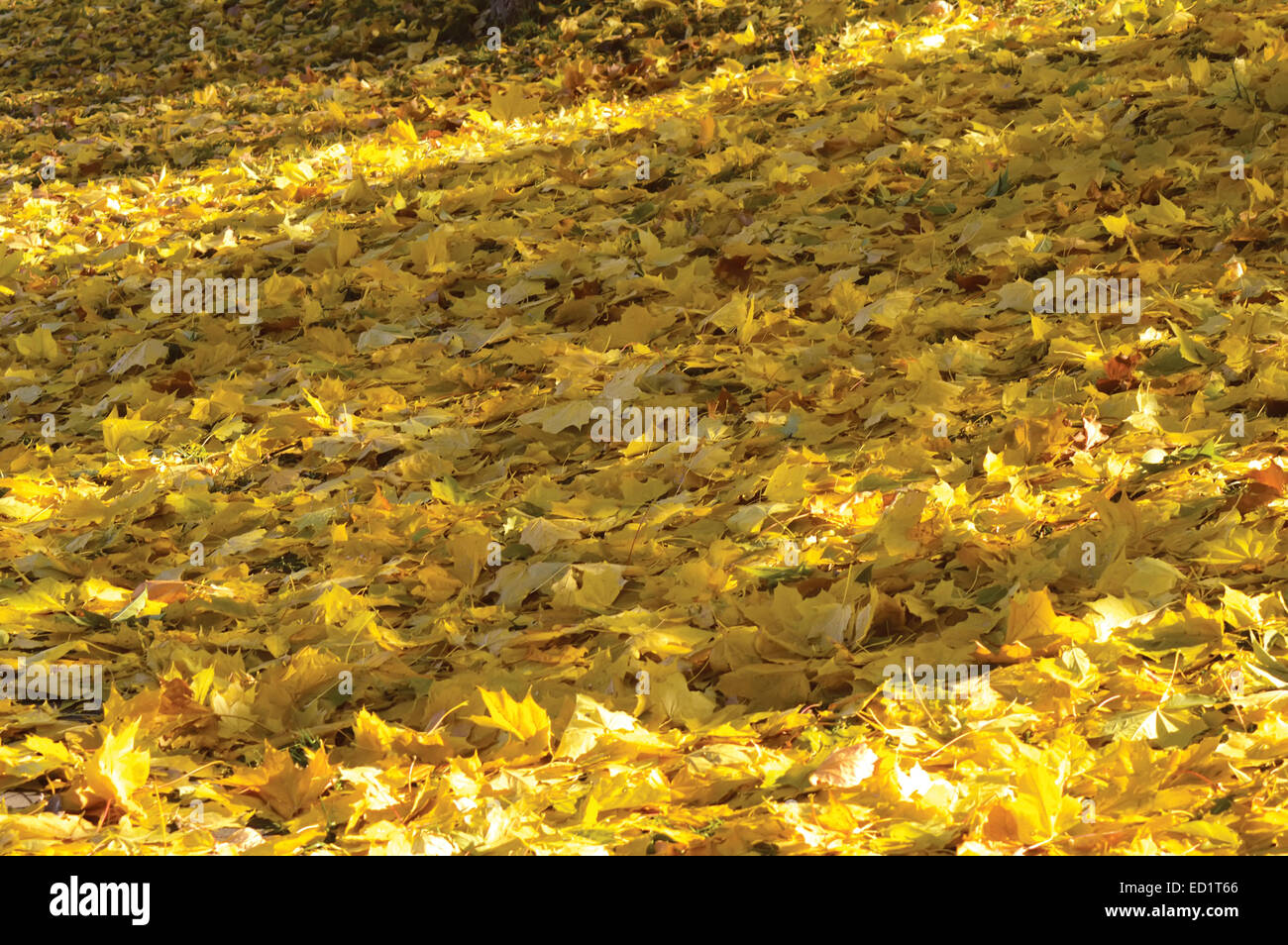 Fallen yellow autumn maple leaves Stock Photo - Alamy Fallen yellow autumn maple leaves Stock Photo - Alamy