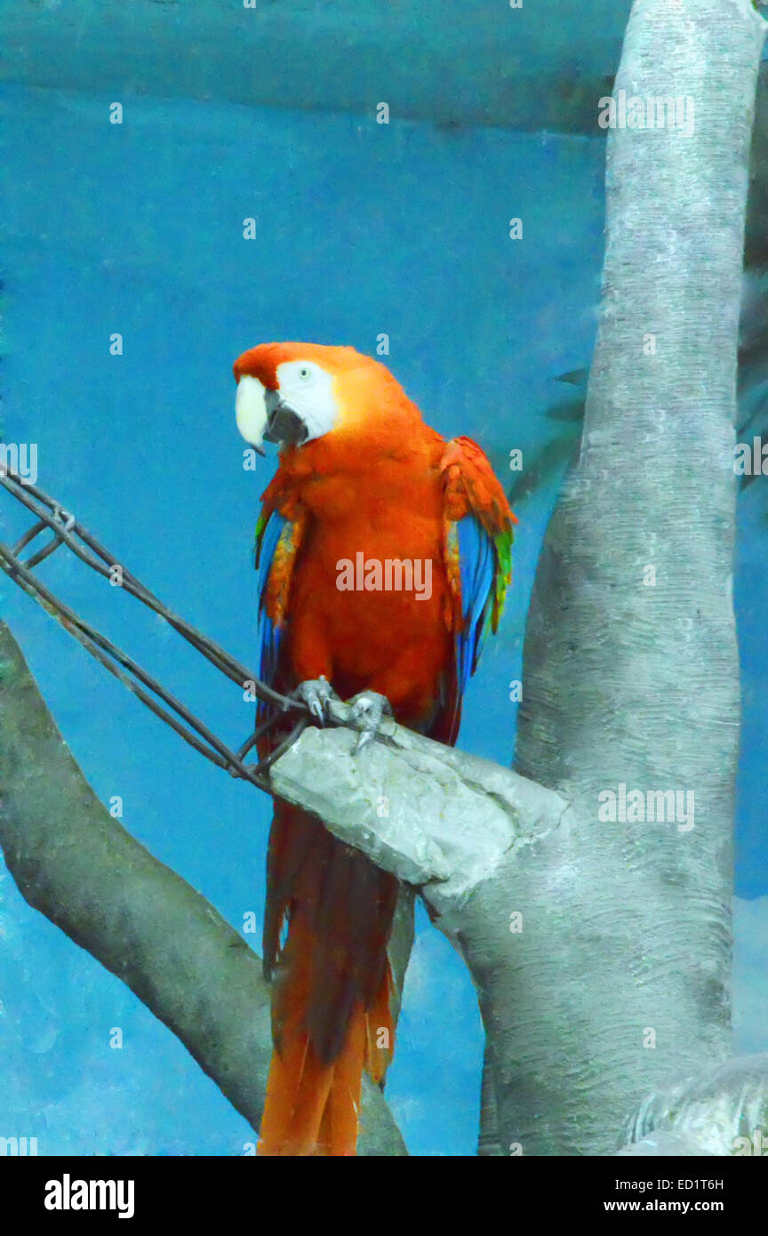 The Macaw Parrot Stock Photo - Alamy
