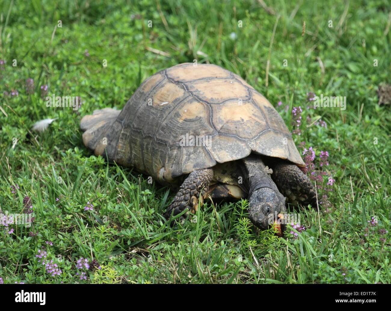 Hermann's tortoise, turtle in grass, also called testudo hermanni ...