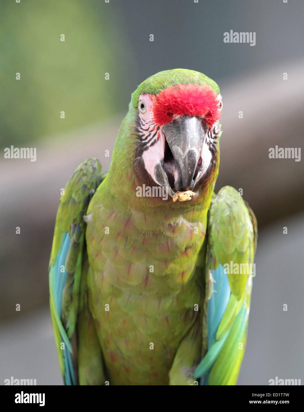 The great green military macaw, ara ambiguus, also known as buffon's ...