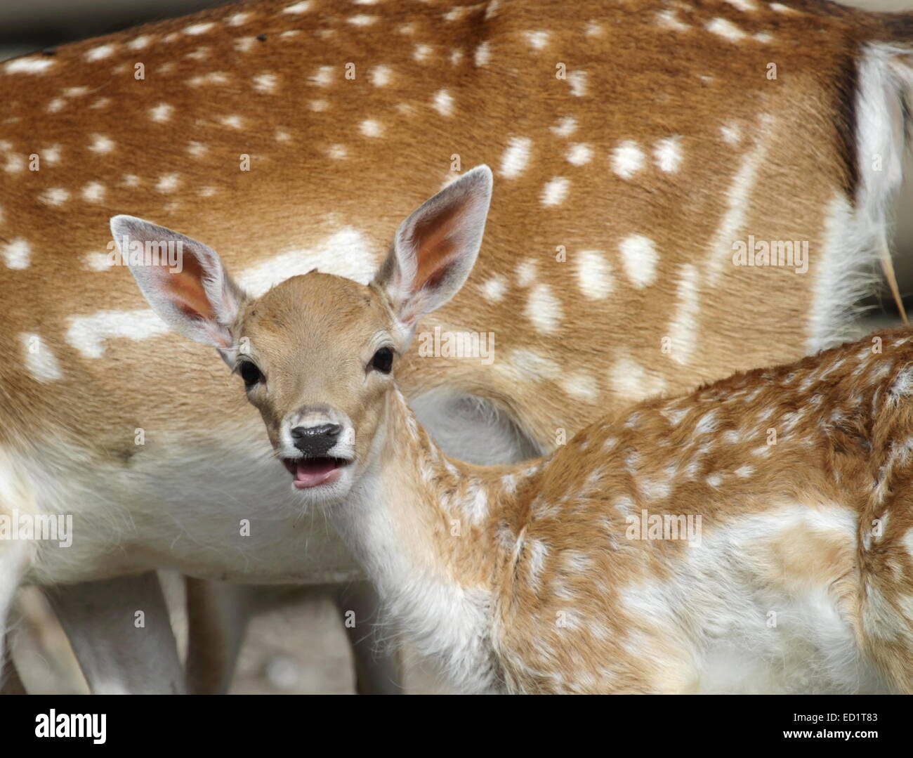 Chital deer child looking at photographer and standing close to mother ...