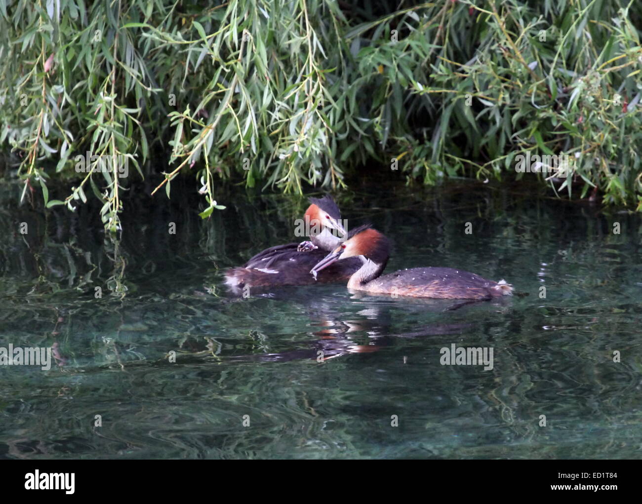 Great crested grebe ducks couple feeding baby duckling on water lake ...