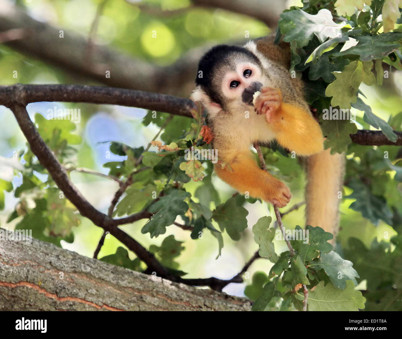 Squirrel Monkey eating in a tree (Saimiri sciureus Stock Photo - Alamy