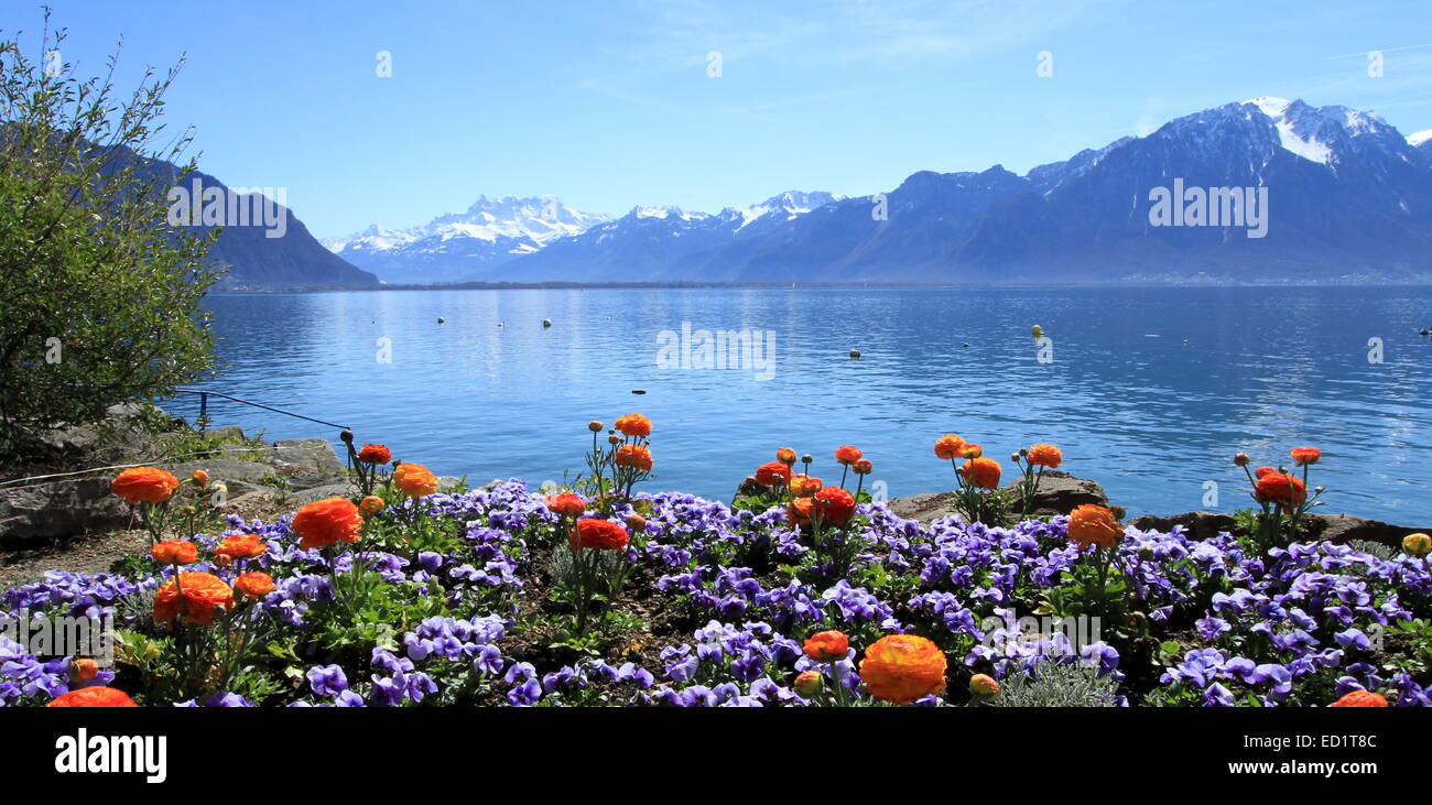 Colorful springtime flowers at Geneva lake, Montreux, Switzerland. See ...