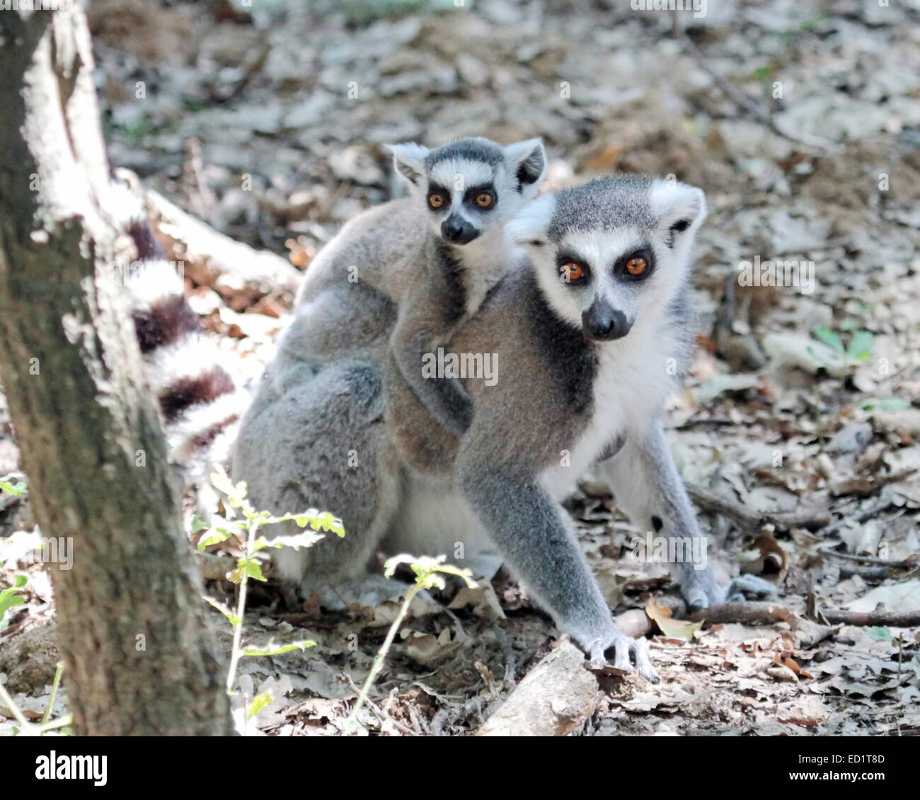 Mada hi-res stock photography and images - Alamy