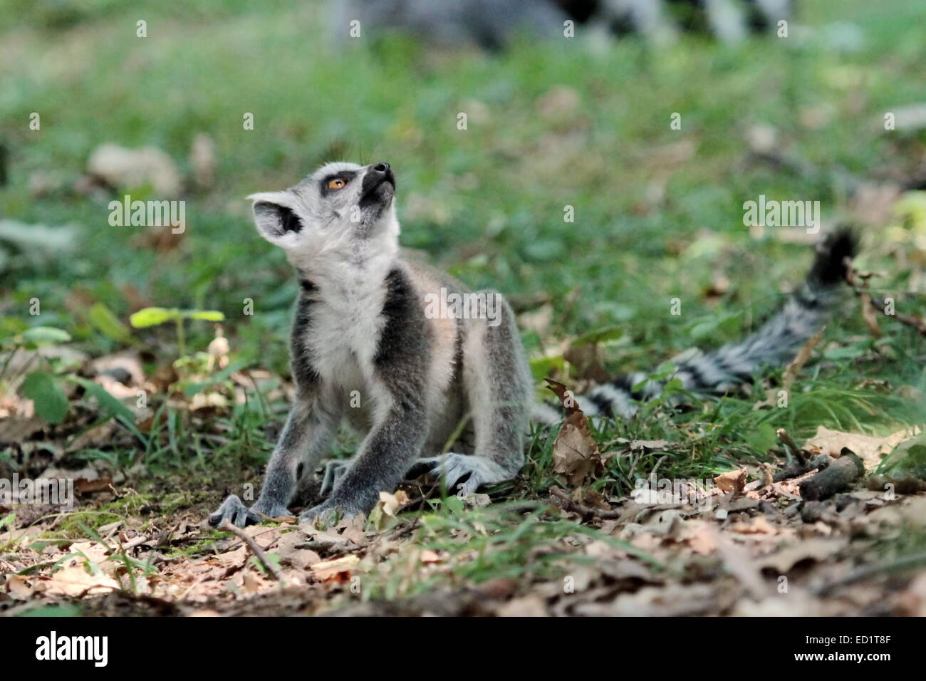 Lemur catta (maki) of Madagascar standing on the ground and looking up ...