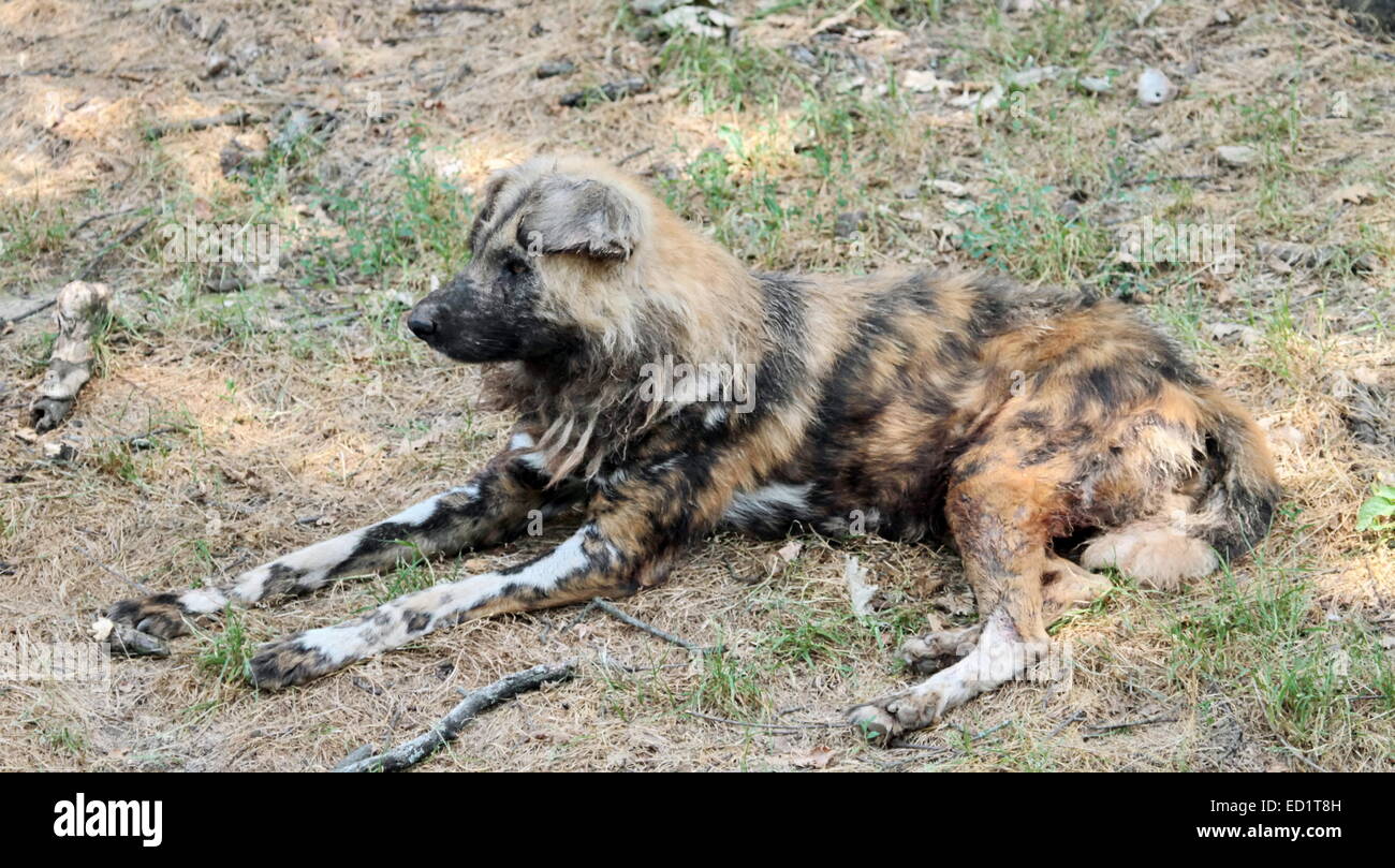 African bush dog hi-res stock photography and images - Alamy