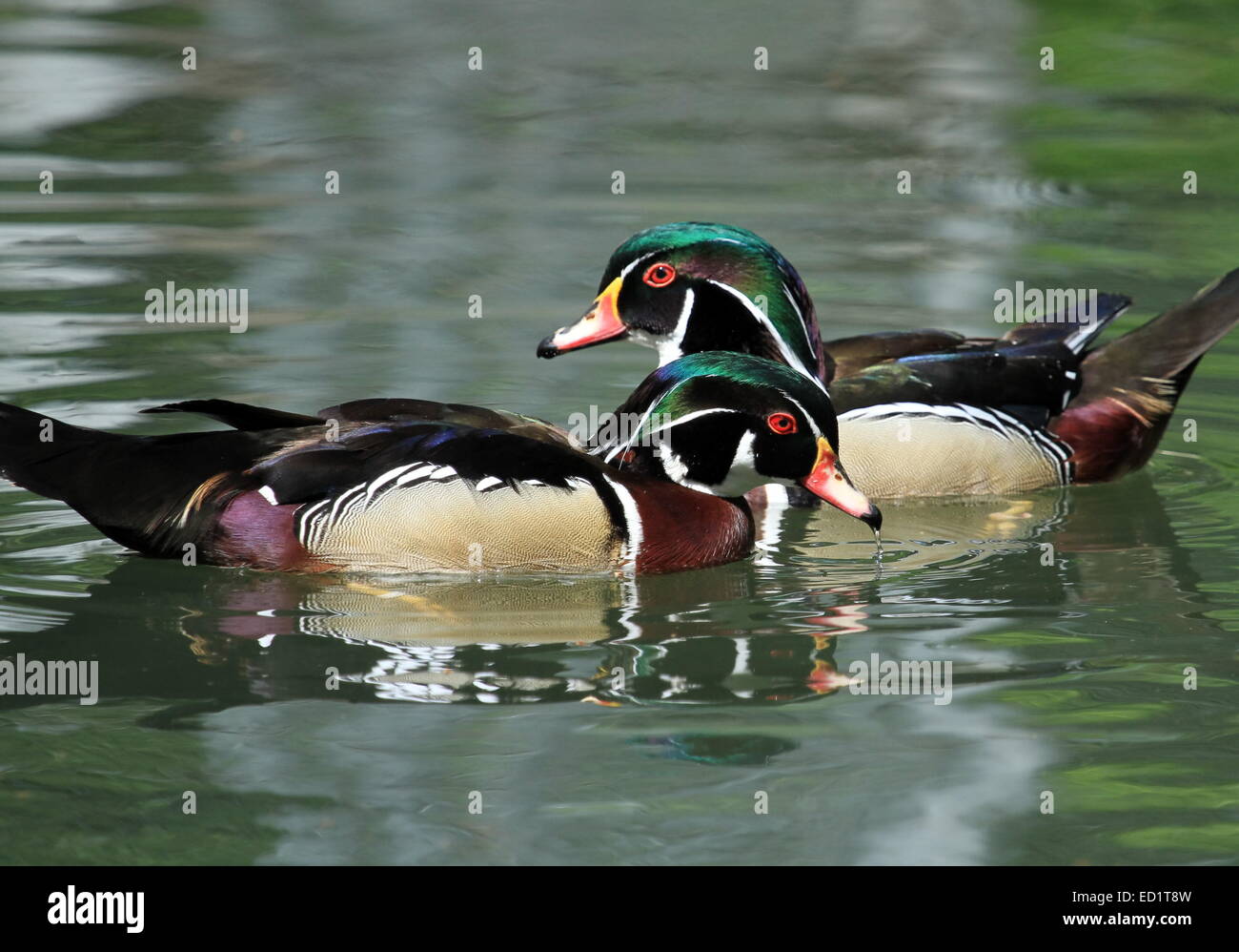 Two male wood ducks (aix sponsa) swimming in blue water Stock Photo - Alamy
