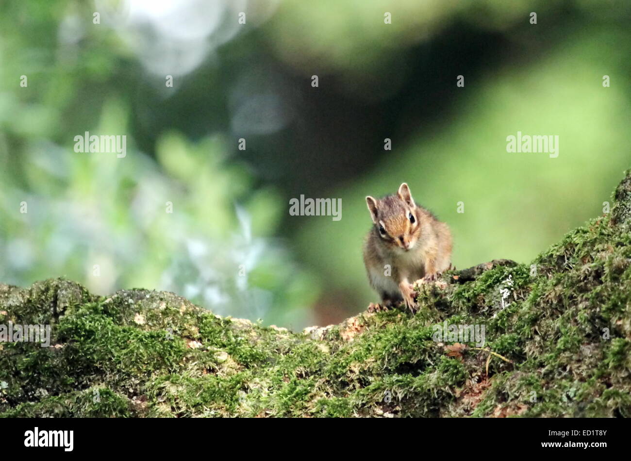 Chipmunk hiding behind the branch of a tree Stock Photo - Alamy