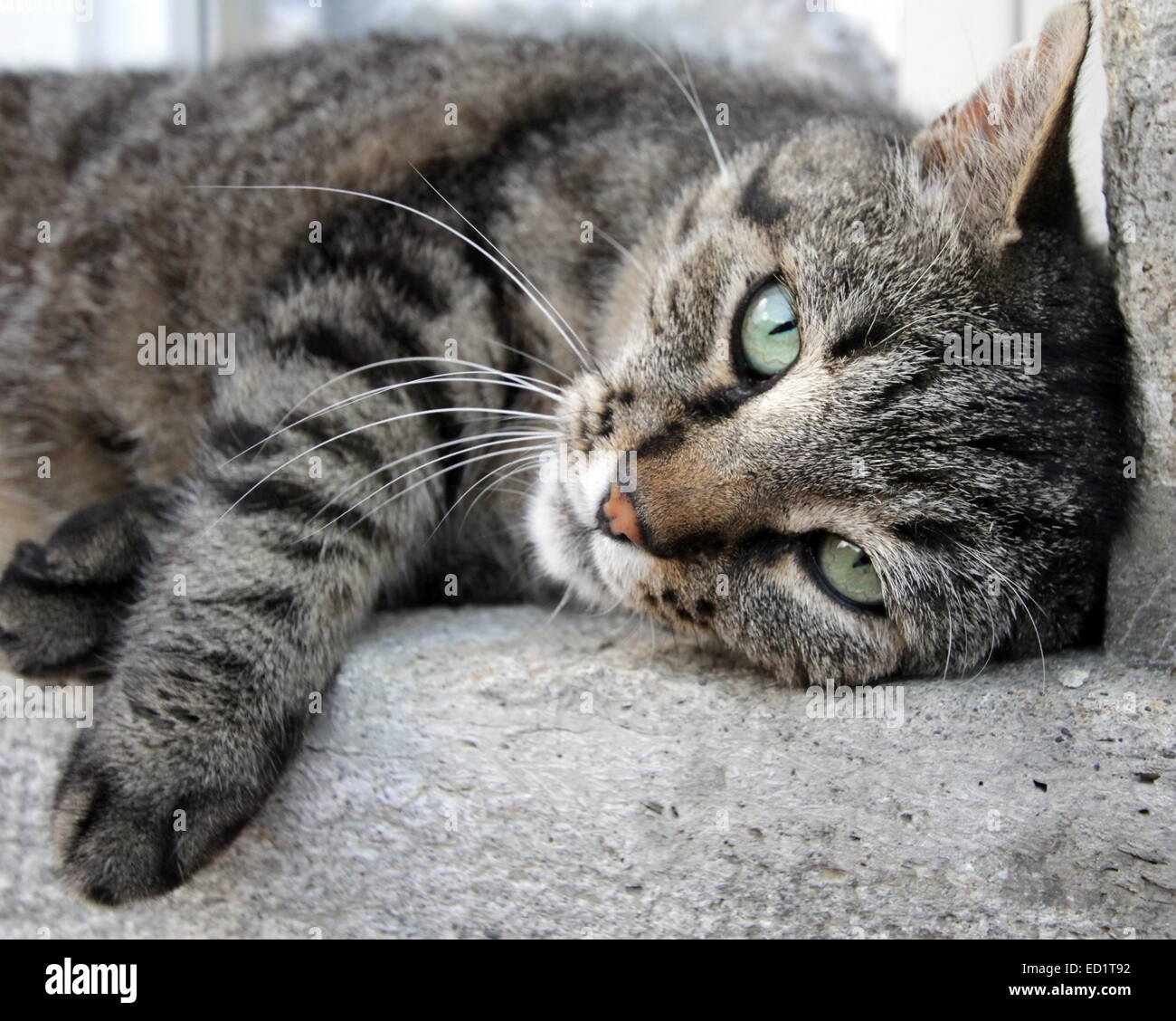 Grey cat portrait lying on edge of window Stock Photo - Alamy
