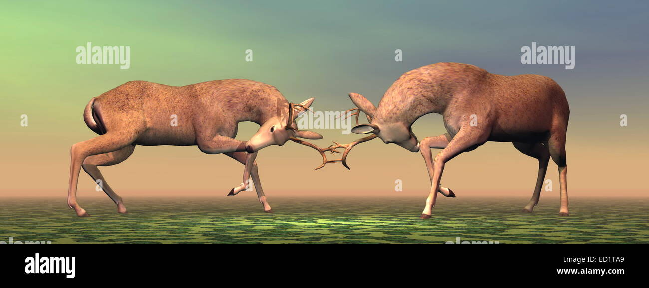 Fallow buck deer fighting one another in brown and green background ...