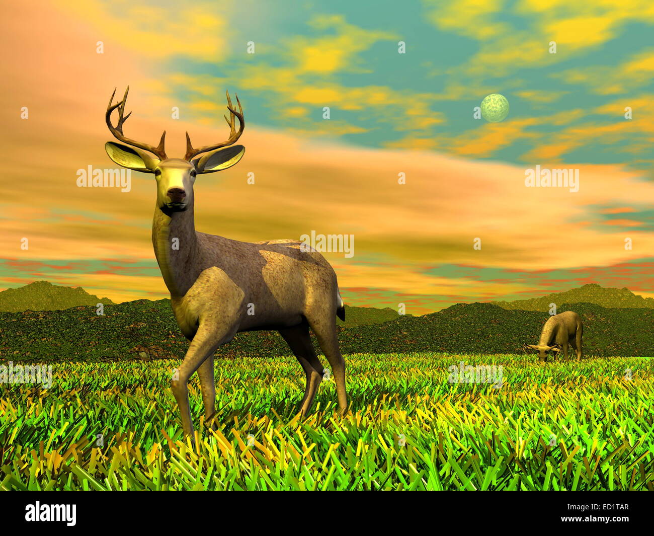 Vigilent buck standing, another in the background by sunset Stock Photo ...