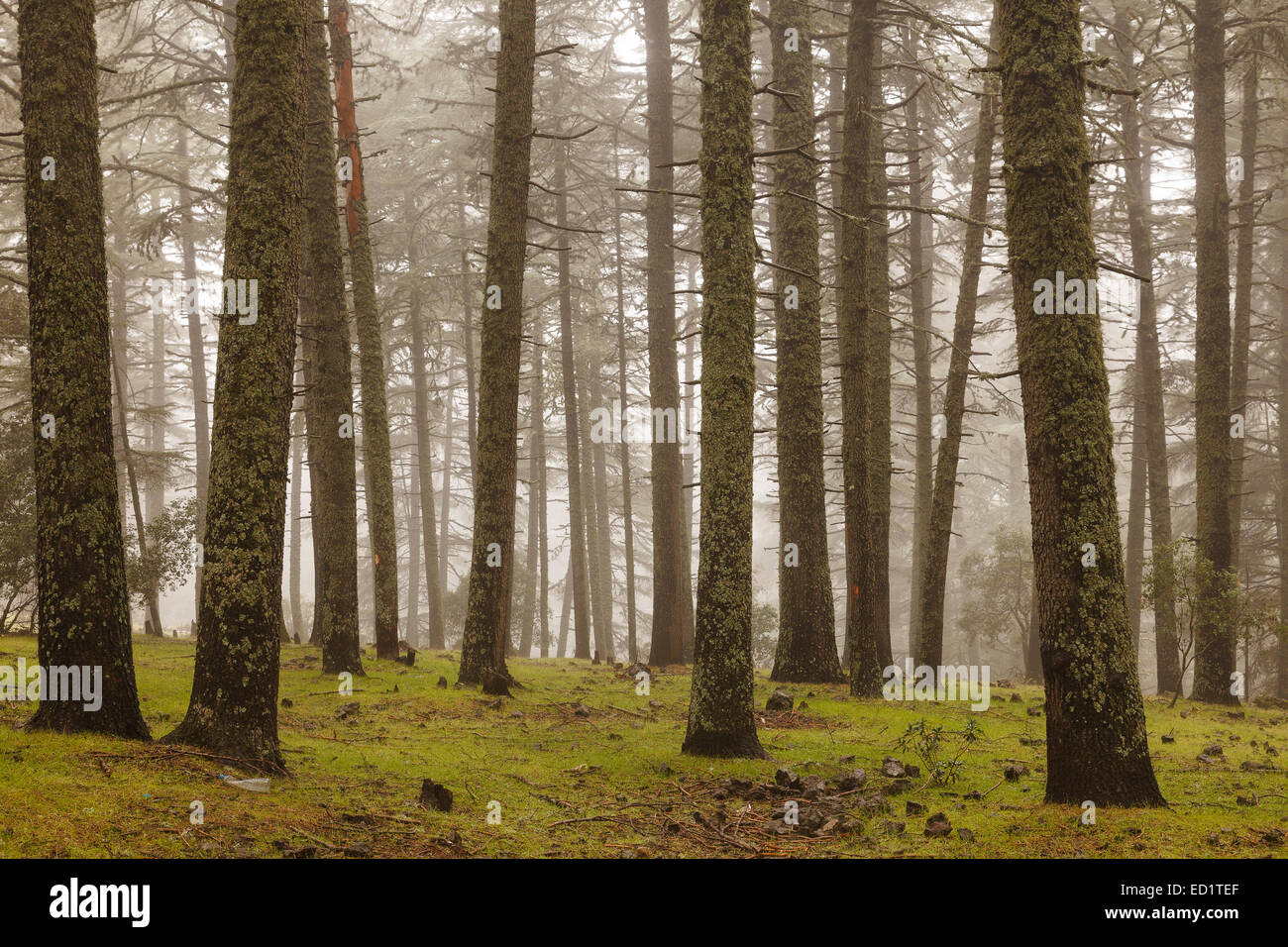 Cedar tree in fog hi-res stock photography and images - Alamy
