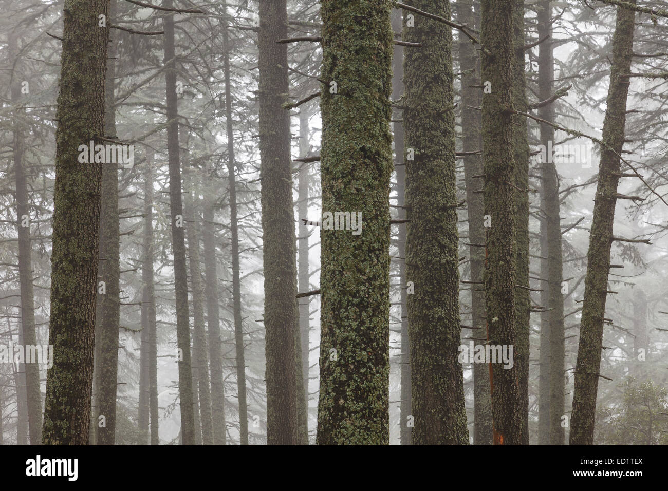Cedar tree forest in the fog. Ifrane National Park. Middle Atlas. Fez ...