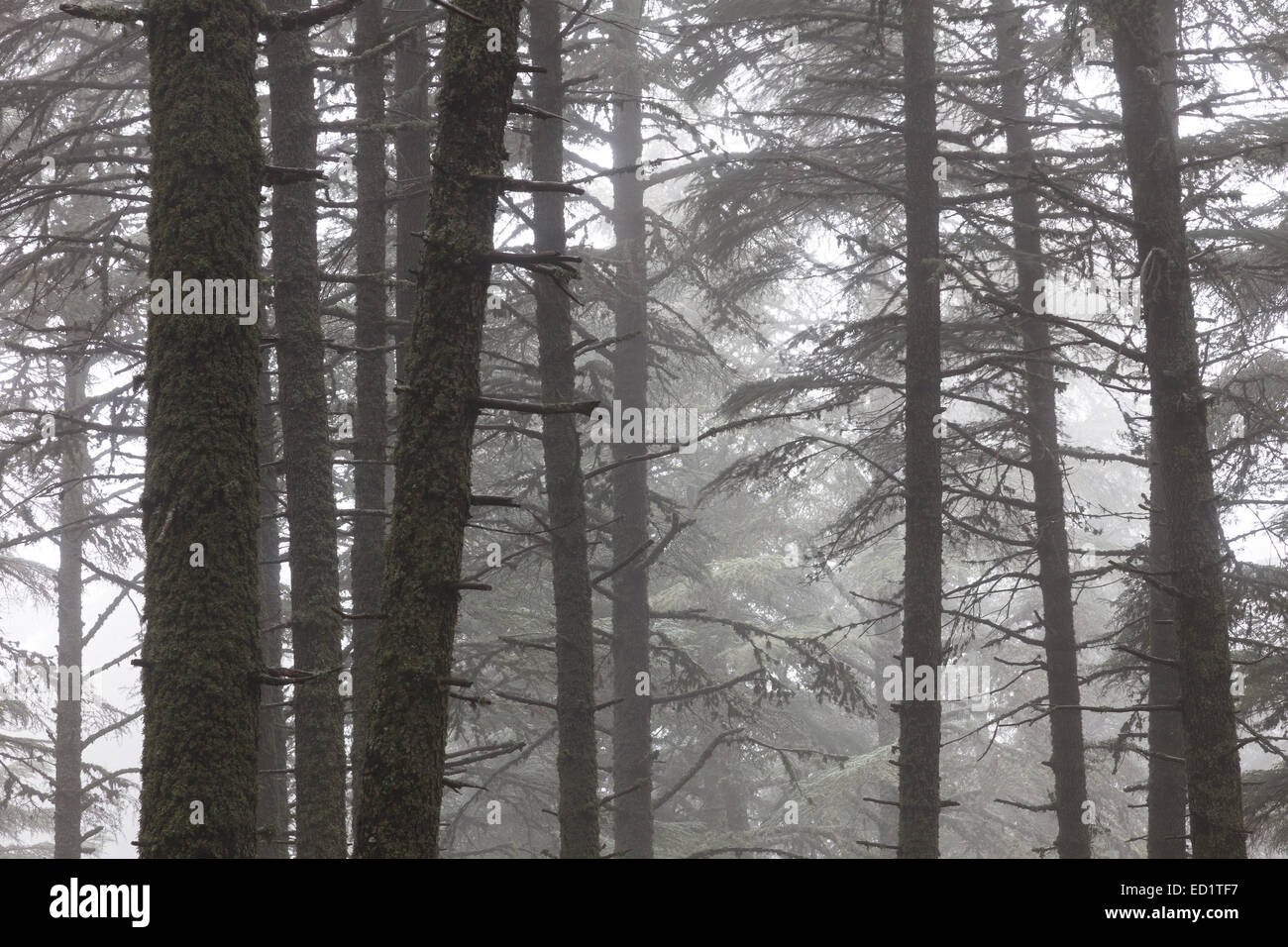 Cedar tree forest in the fog. Ifrane National Park. Middle Atlas. Fez ...