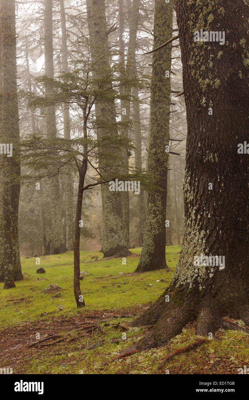 Cedar tree forest in the fog. Ifrane National Park. Middle Atlas. Fez ...