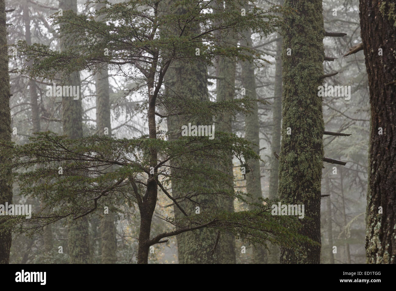 Cedar tree forest in the fog. Ifrane National Park. Middle Atlas. Fez ...