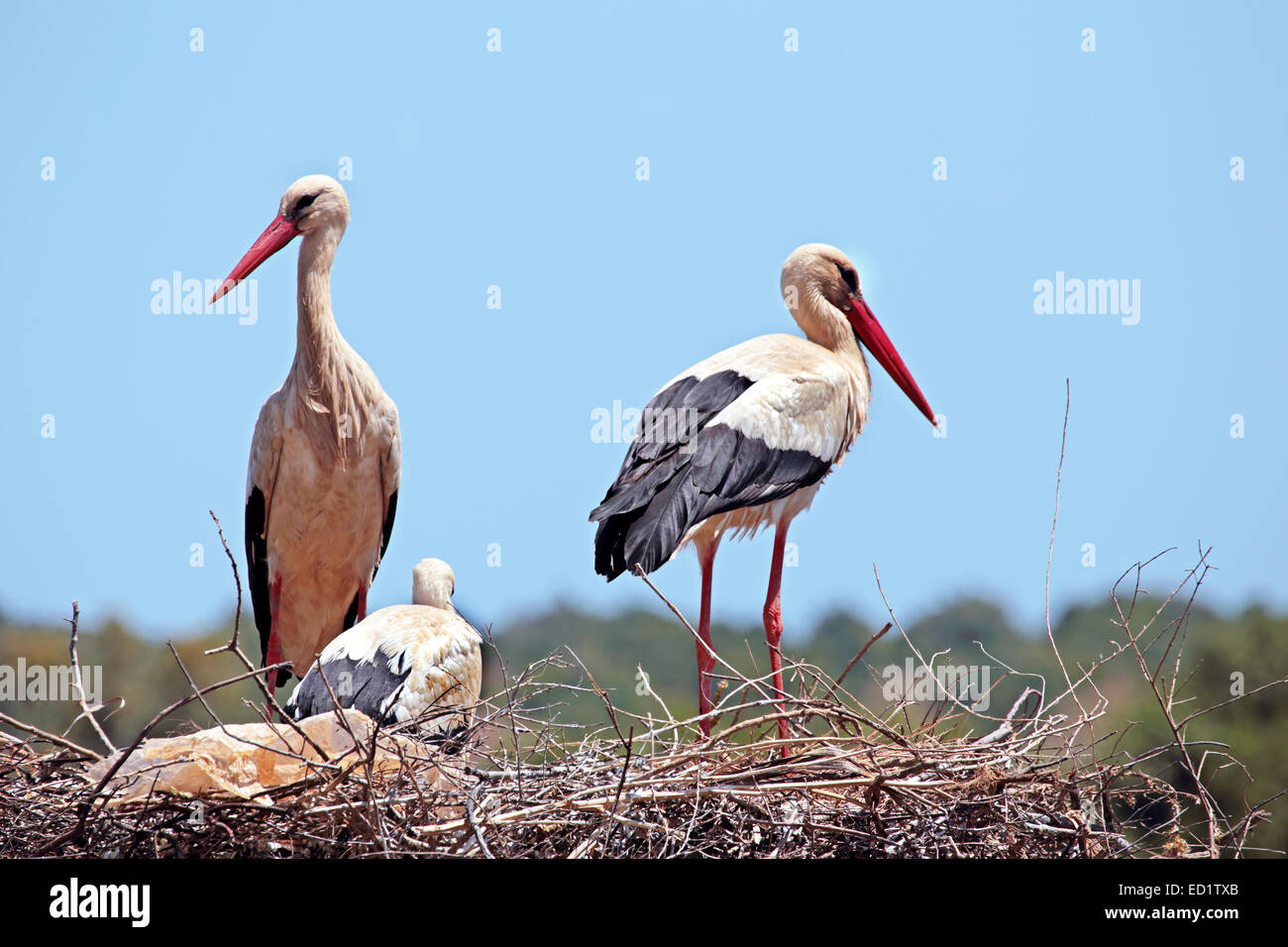 White storks with their young on the nest - Ciconia ciconia Stock Photo ...
