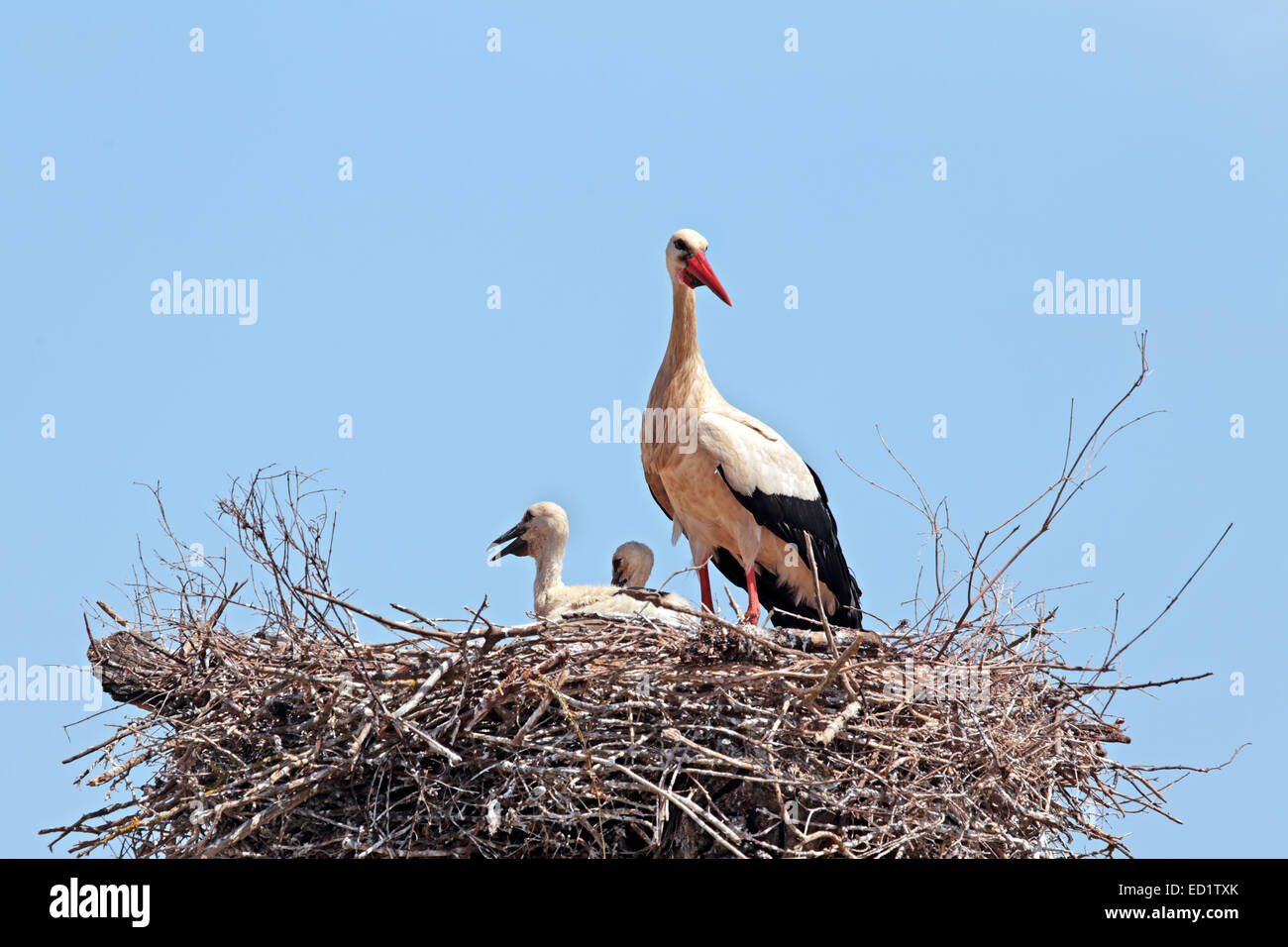 Stork with baby hi-res stock photography and images - Alamy