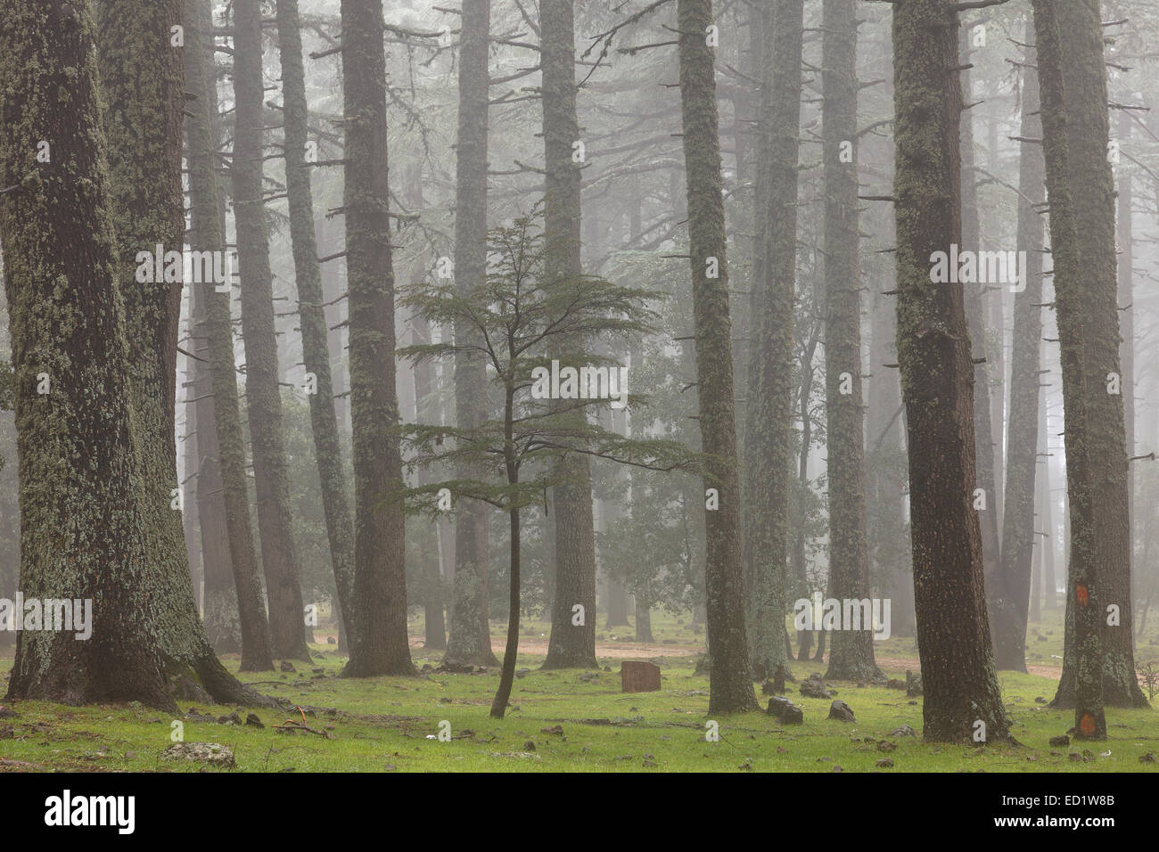 Cedar tree forest in the fog. Ifrane National Park. Middle Atlas. Fez ...