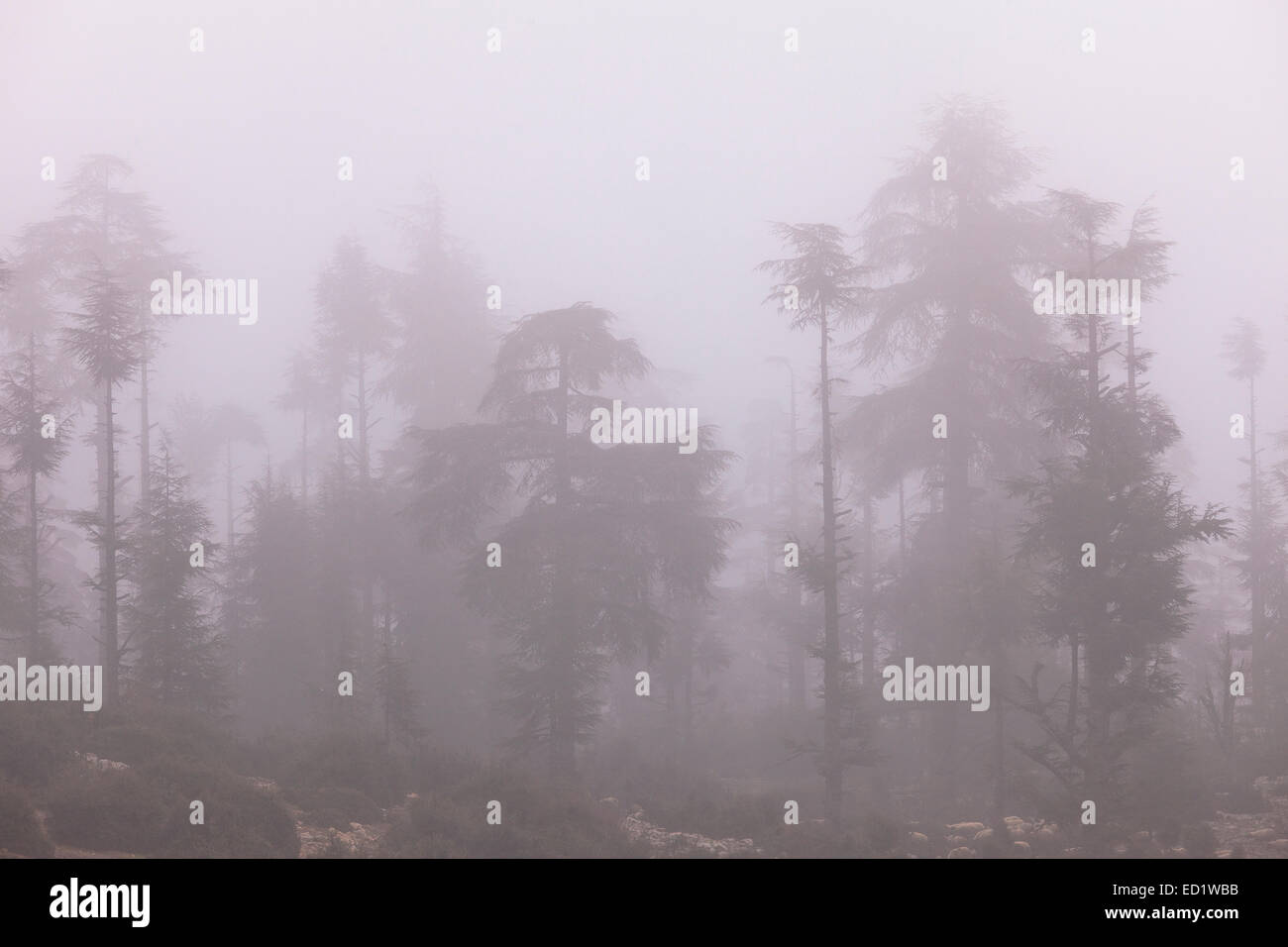 Cedar tree forest in the fog. Ifrane National Park. Middle Atlas. Fez ...
