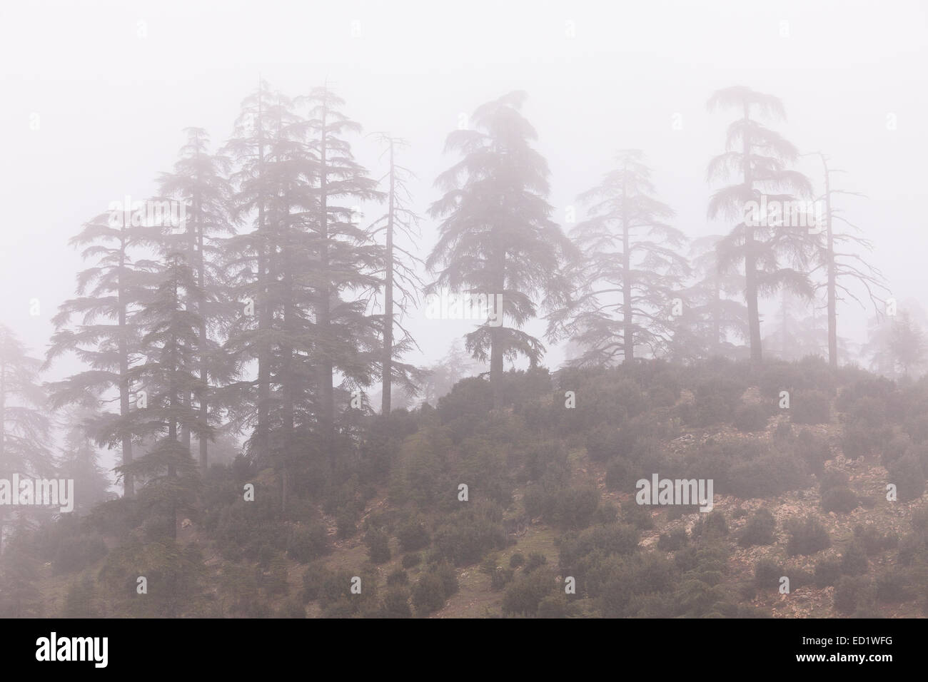 Cedar tree forest in the fog. Ifrane National Park. Middle Atlas. Fez ...