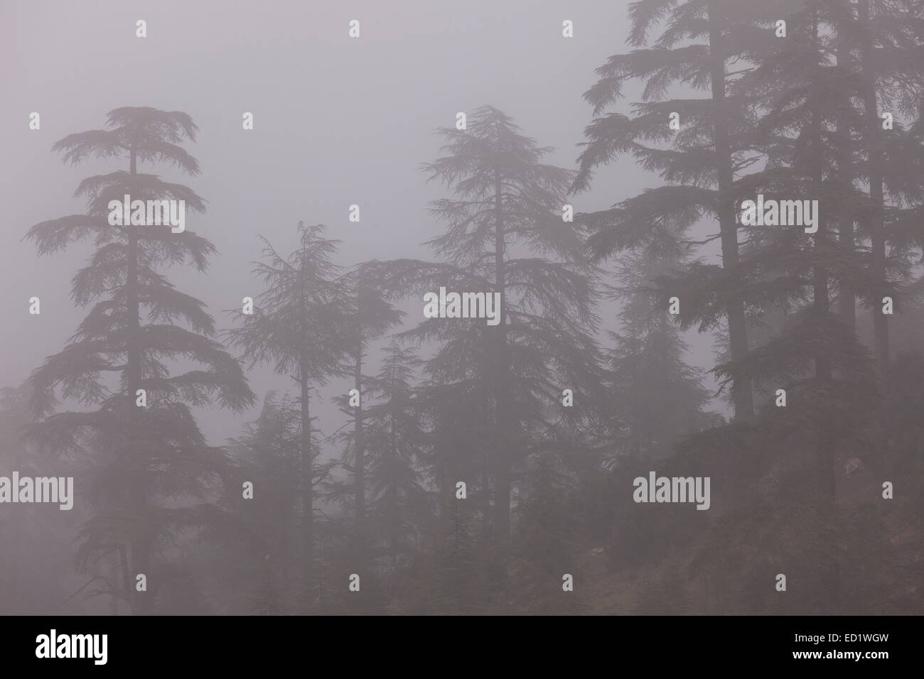 Cedar tree forest in the fog. Ifrane National Park. Middle Atlas. Fez ...