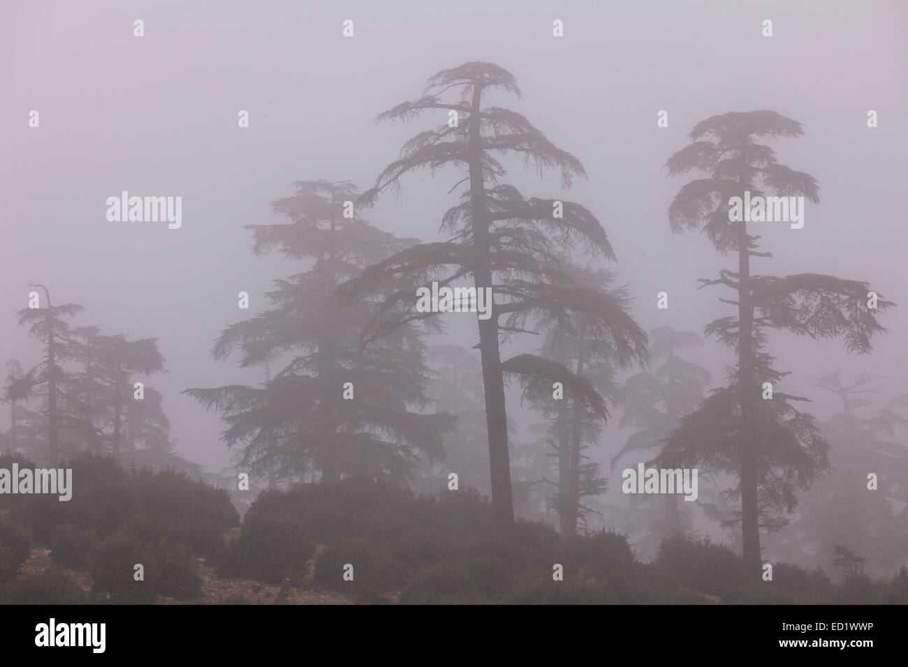 Cedar tree forest in the fog. Ifrane National Park. Middle Atlas. Fez ...