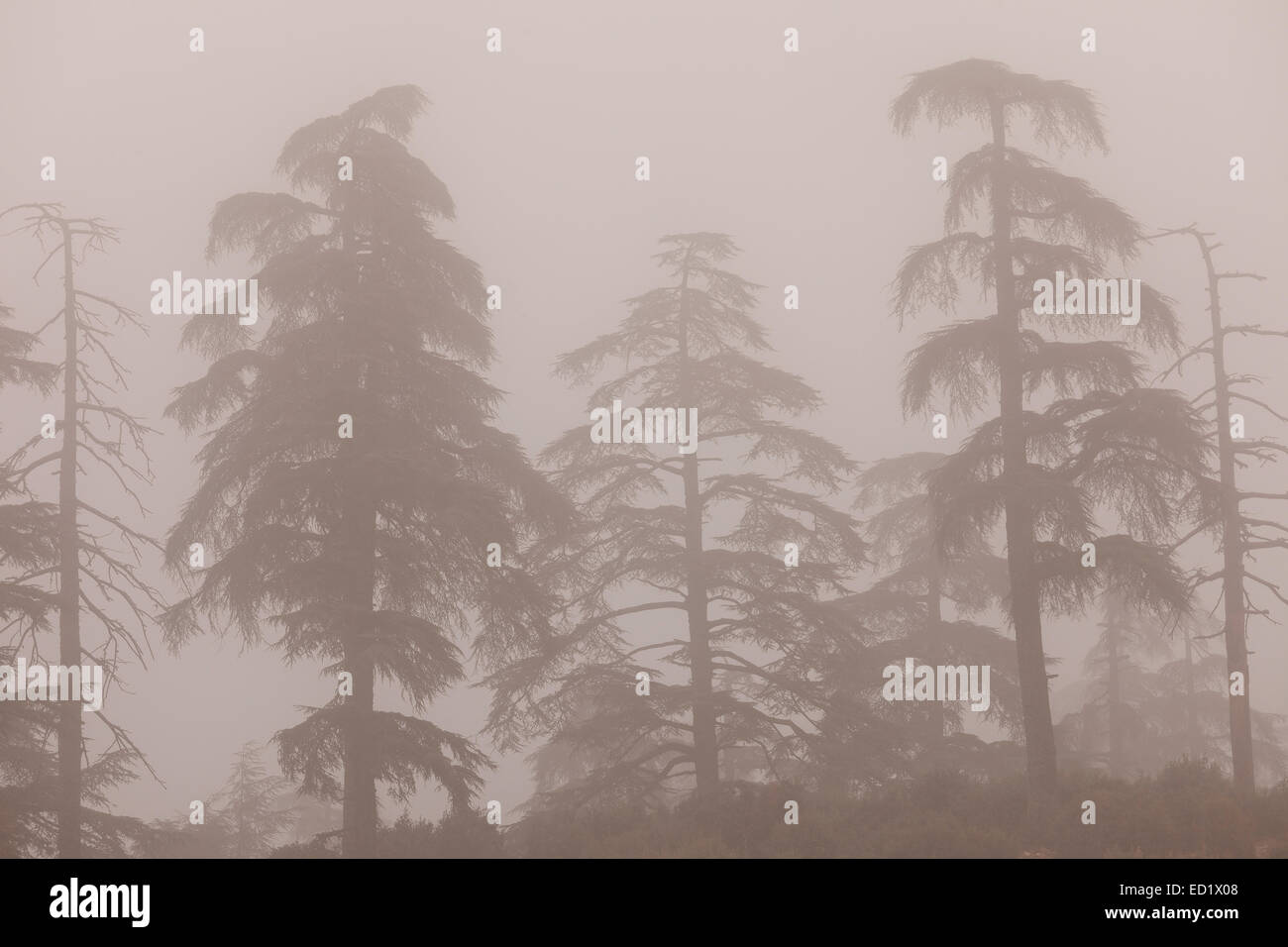 Cedar tree forest in the fog. Ifrane National Park. Middle Atlas. Fez ...