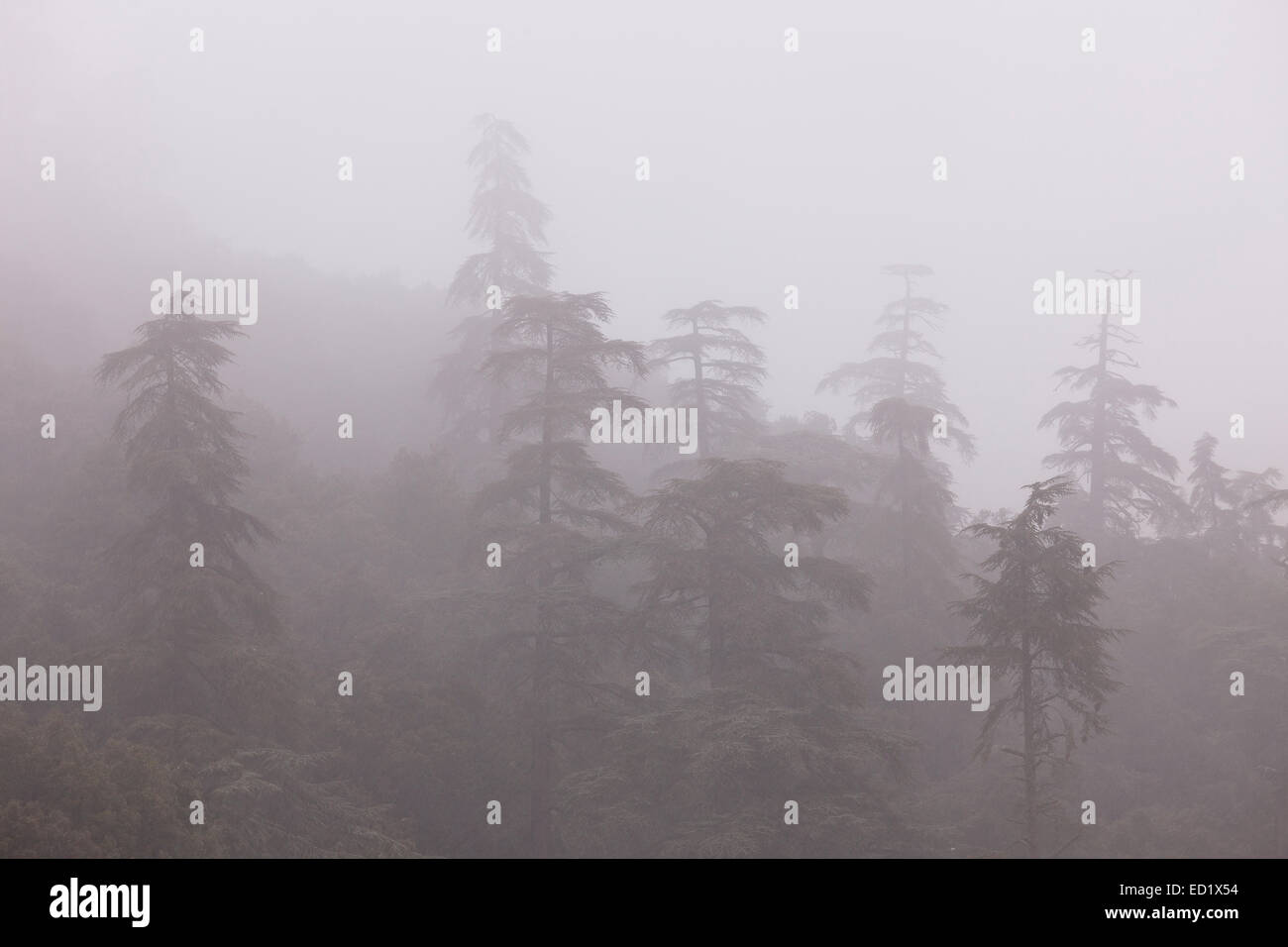 Cedar tree forest in the fog. Ifrane National Park. Middle Atlas. Fez ...