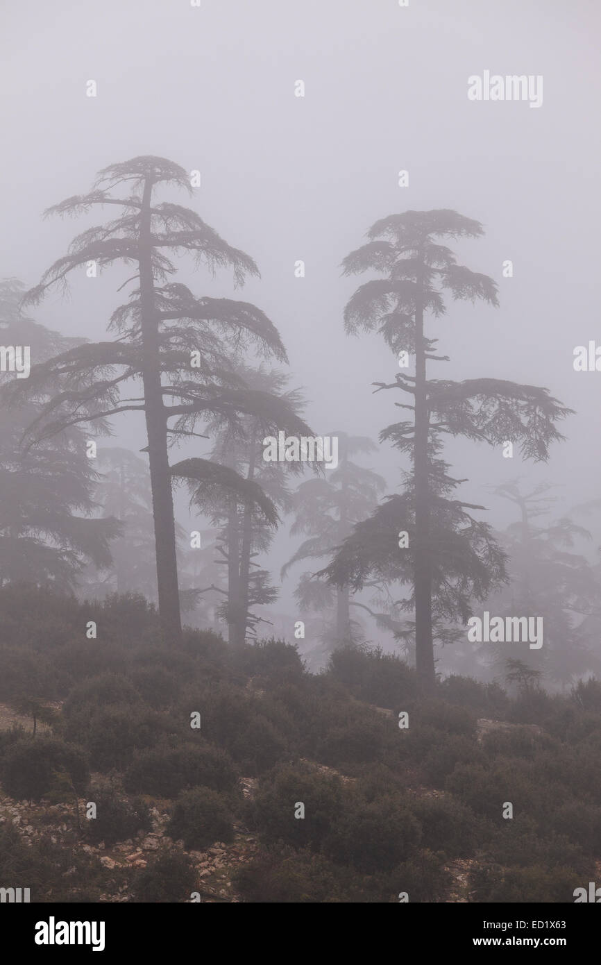 Cedar tree forest in the fog. Ifrane National Park. Middle Atlas. Fez ...