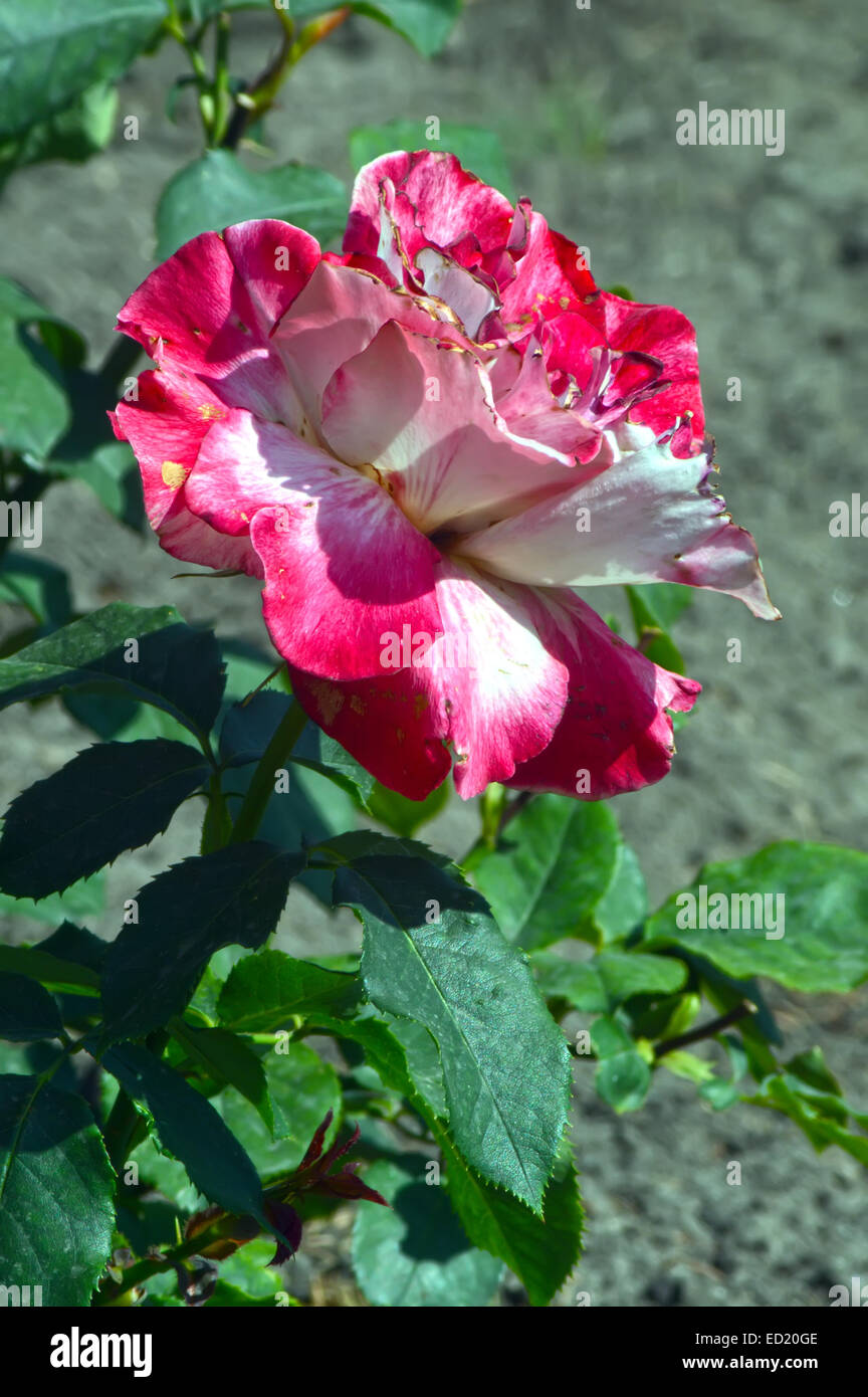 Blooming pink rose Stock Photo - Alamy