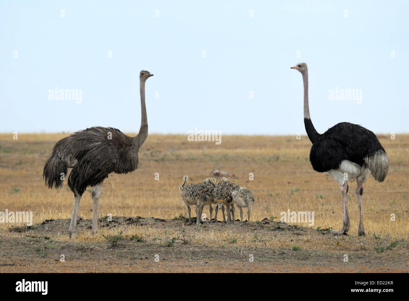 Common Ostrich (Struthio camelus) family, male and female with chicks ...