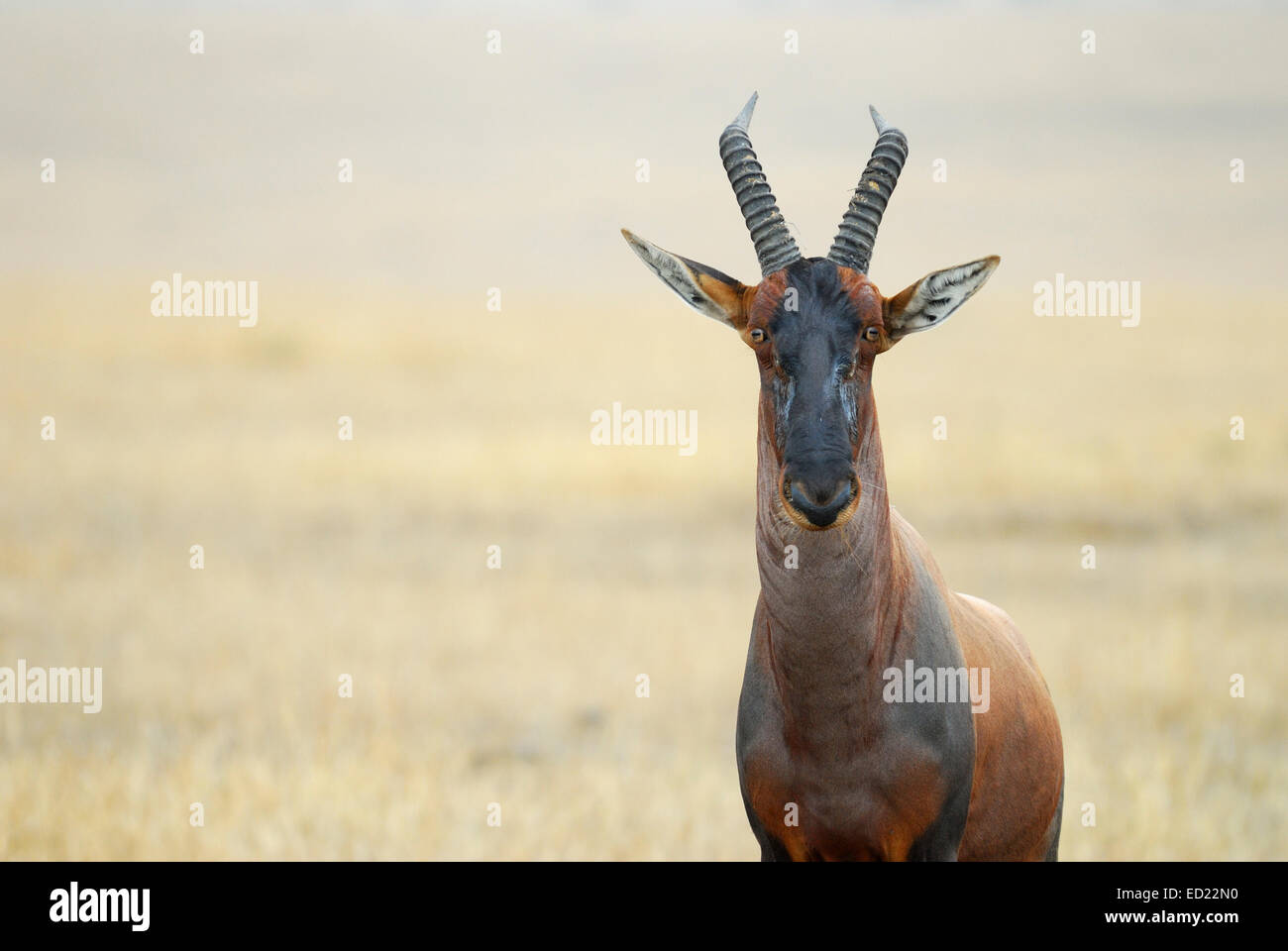 Topi (Damaliscus korrigum) portrait, looking at the camera, Serengeti ...