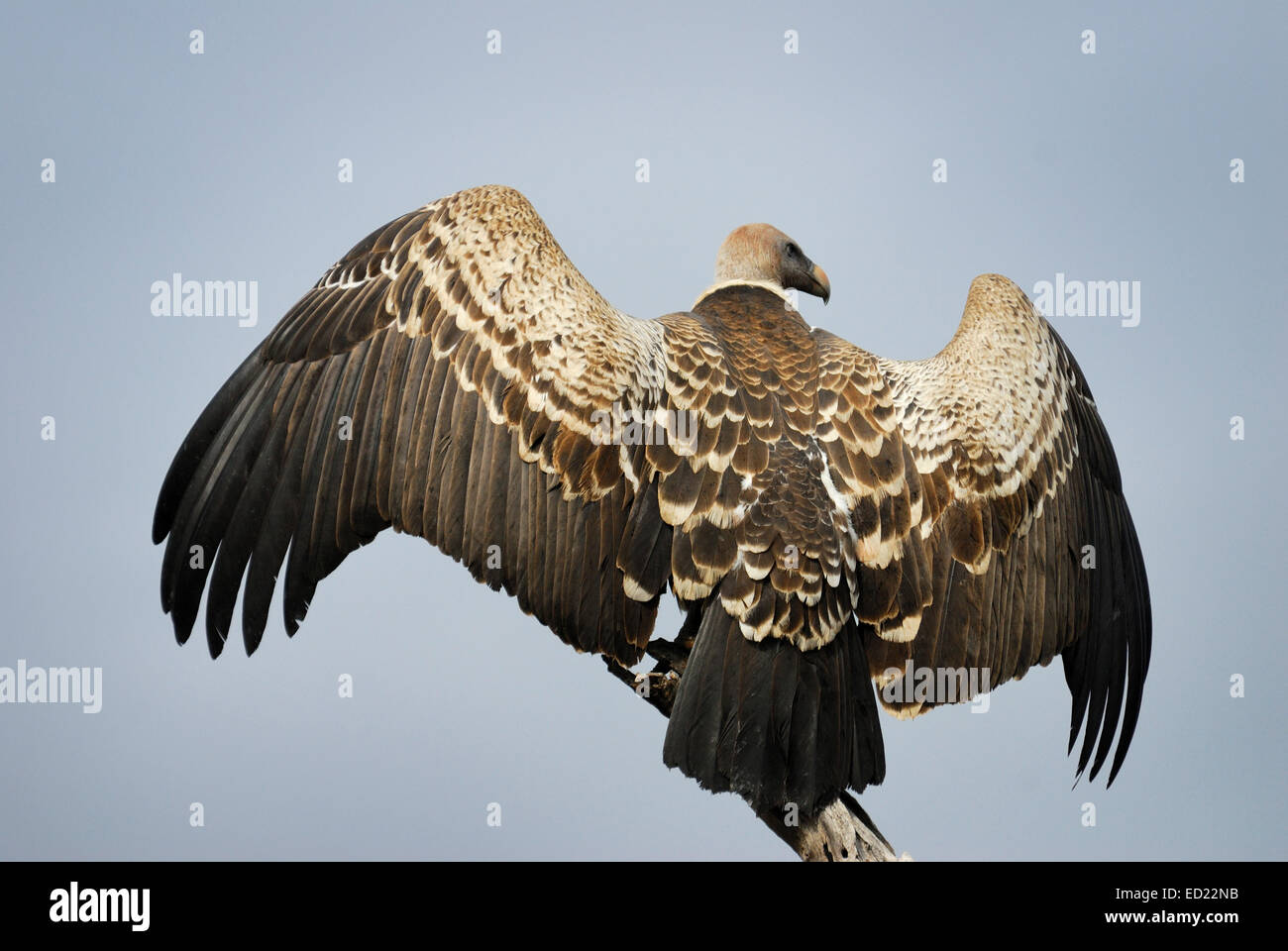Rupells griffon hi-res stock photography and images - Alamy