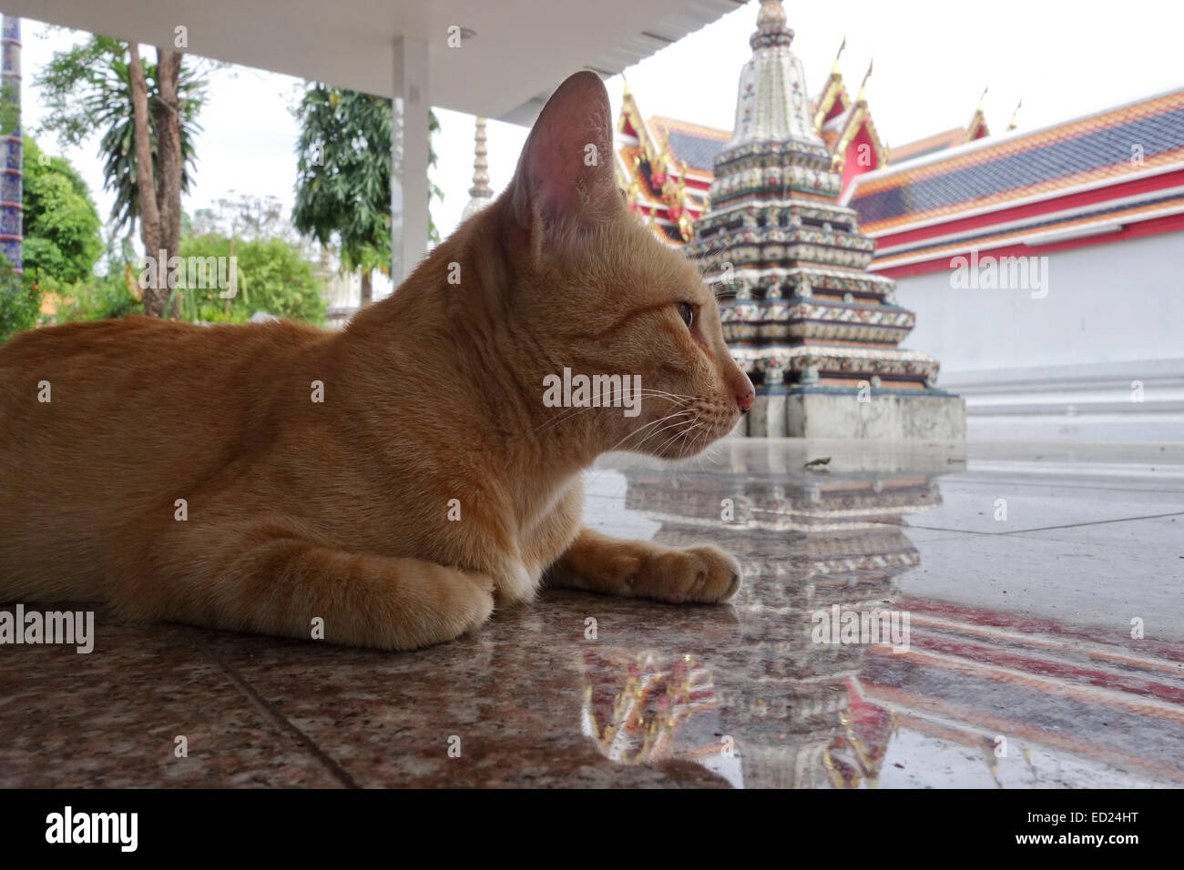 Cat at Wat Pho, Buddhist temple in Phra Nakhon district, Bangkok ...