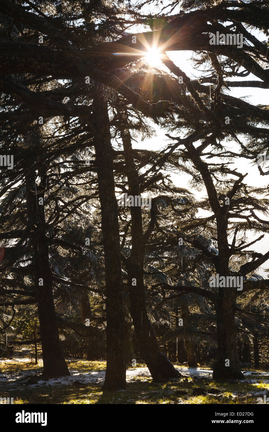 Cedar tree forest. Tazekka National Park. Easter Middle Atlas. Morocco ...