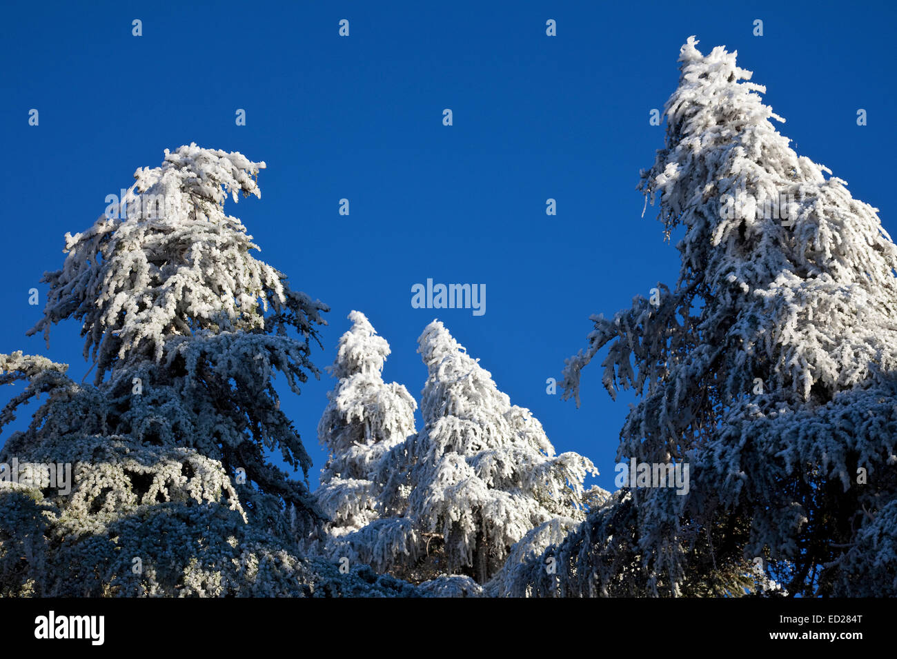 Cedar Tree Morocco High Resolution Stock Photography and Images - Alamy